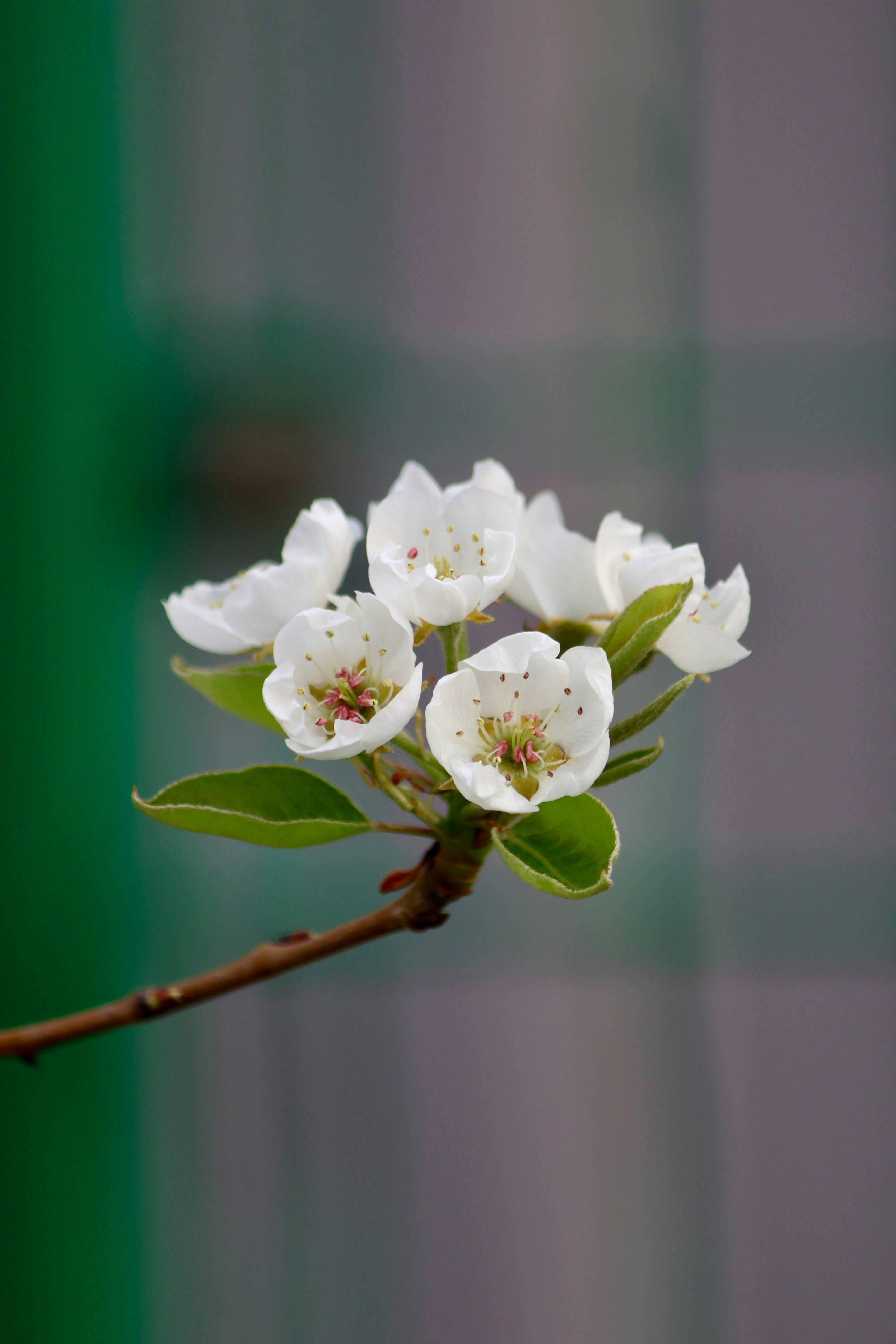 Blooming White: Delicate Apple Blossoms on a Quiet Stem