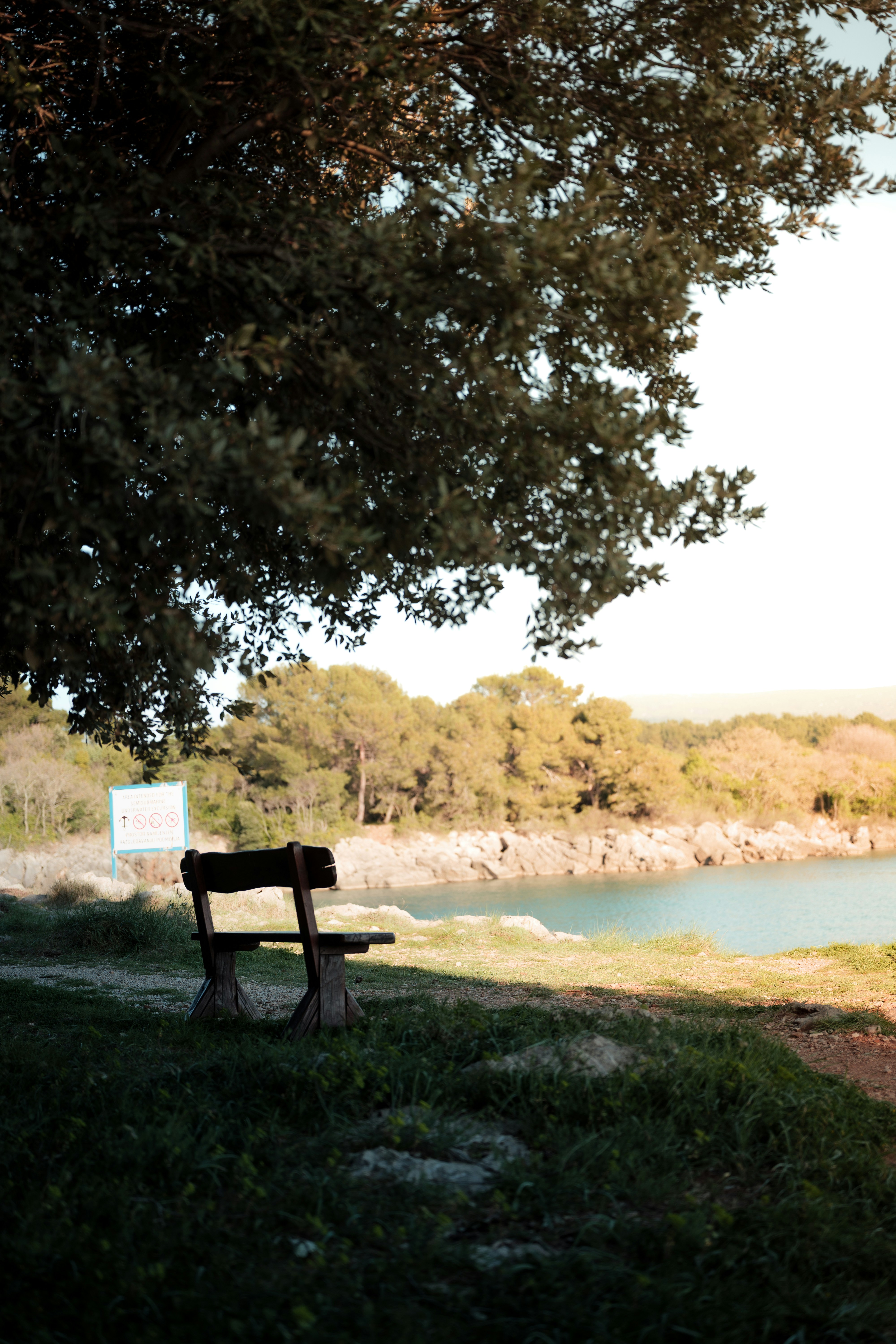 Bench Beneath the Quiet Shade by the Shore