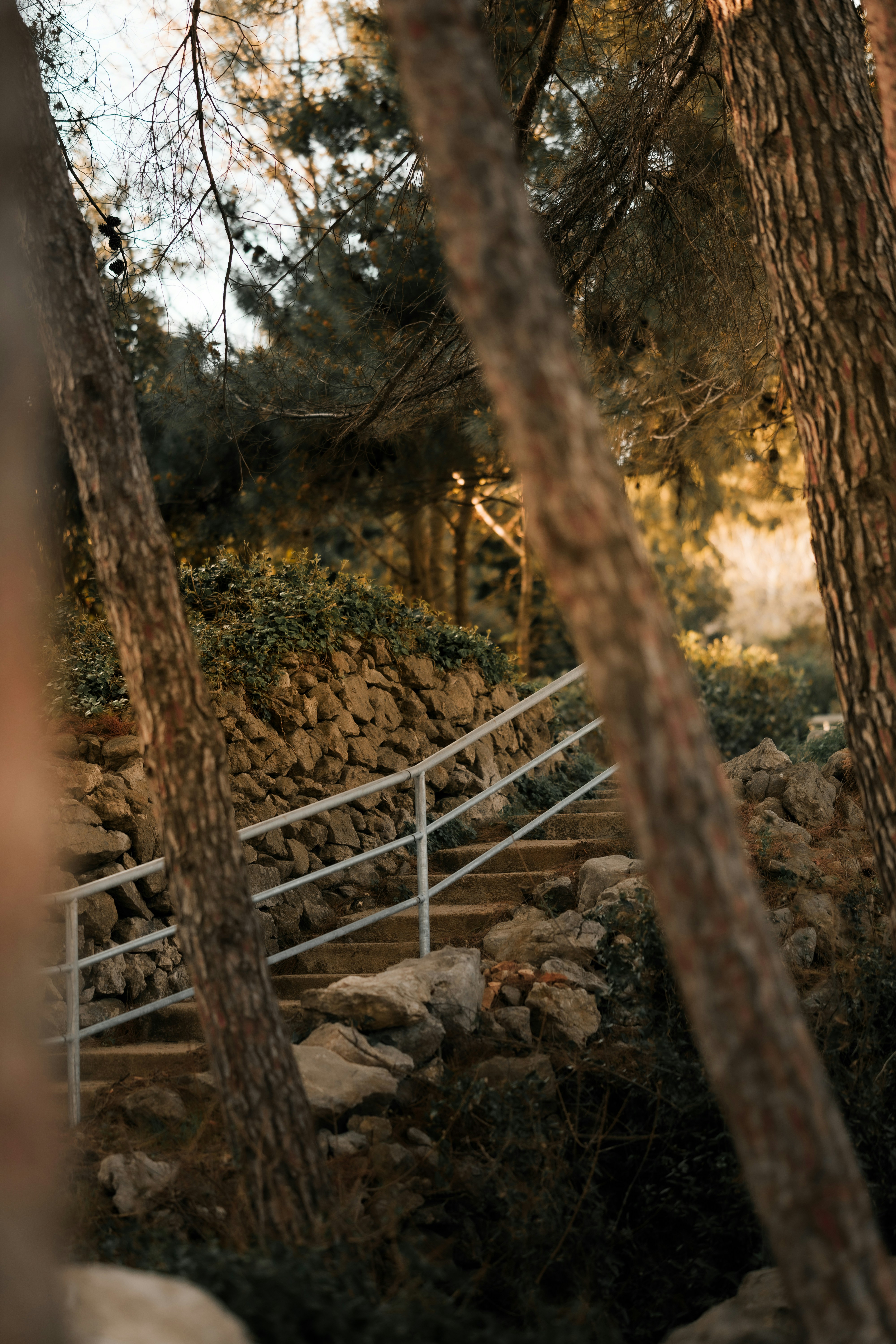 Sunlit Staircase Through the Pines