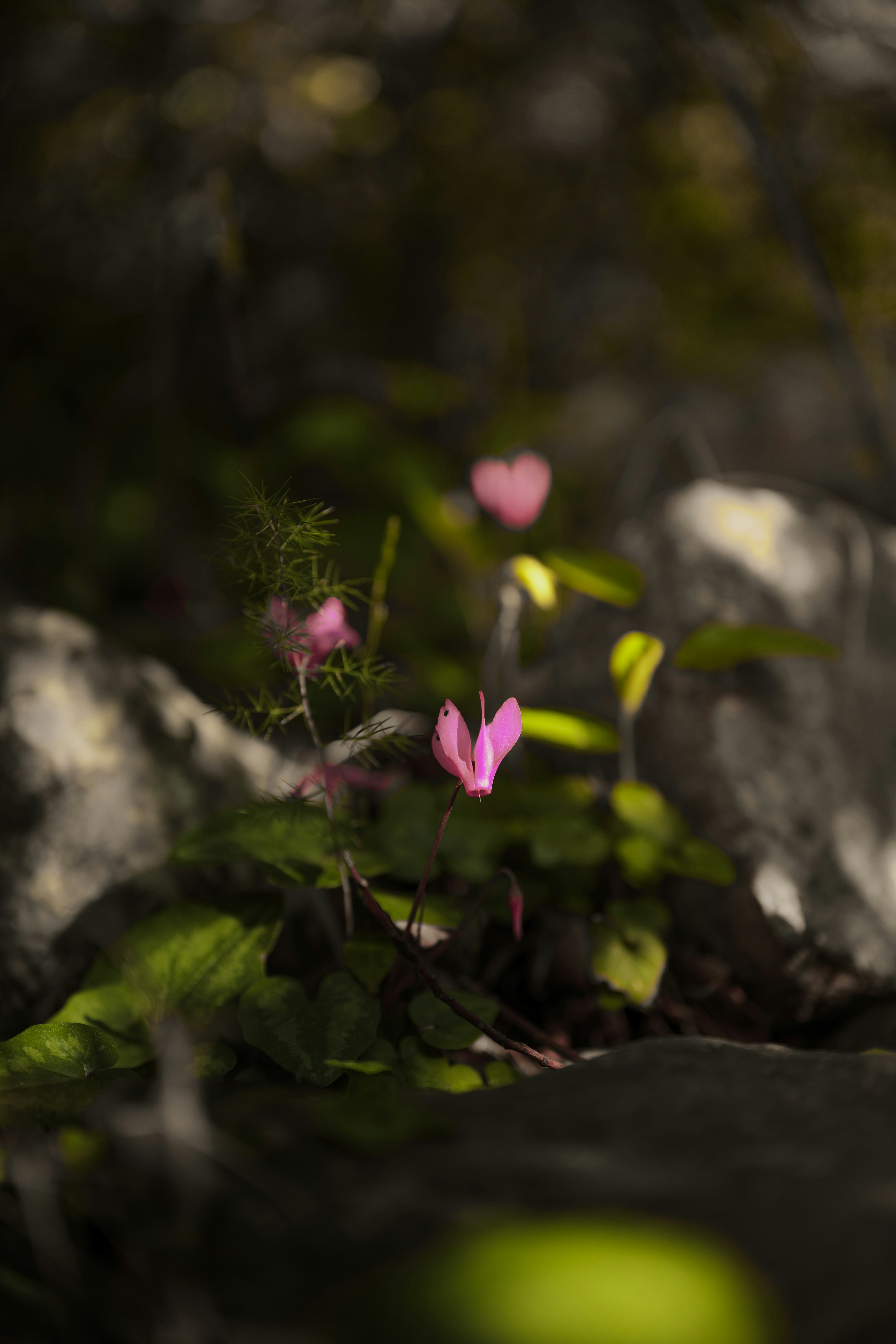 Pink Cyclamen in a Quiet Rock Garden