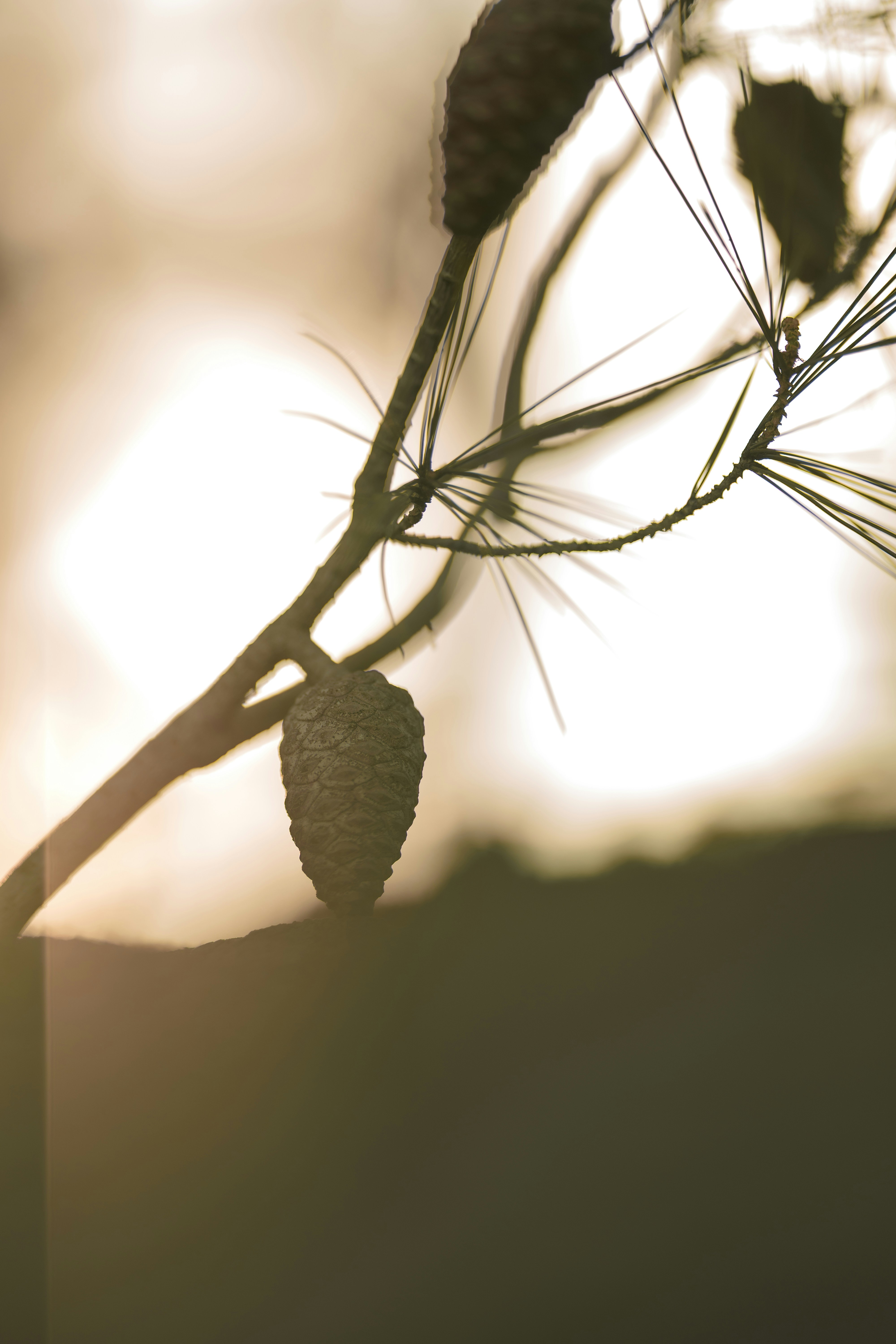 Backlit Pine Cone Amid Soft Sunset Haze
