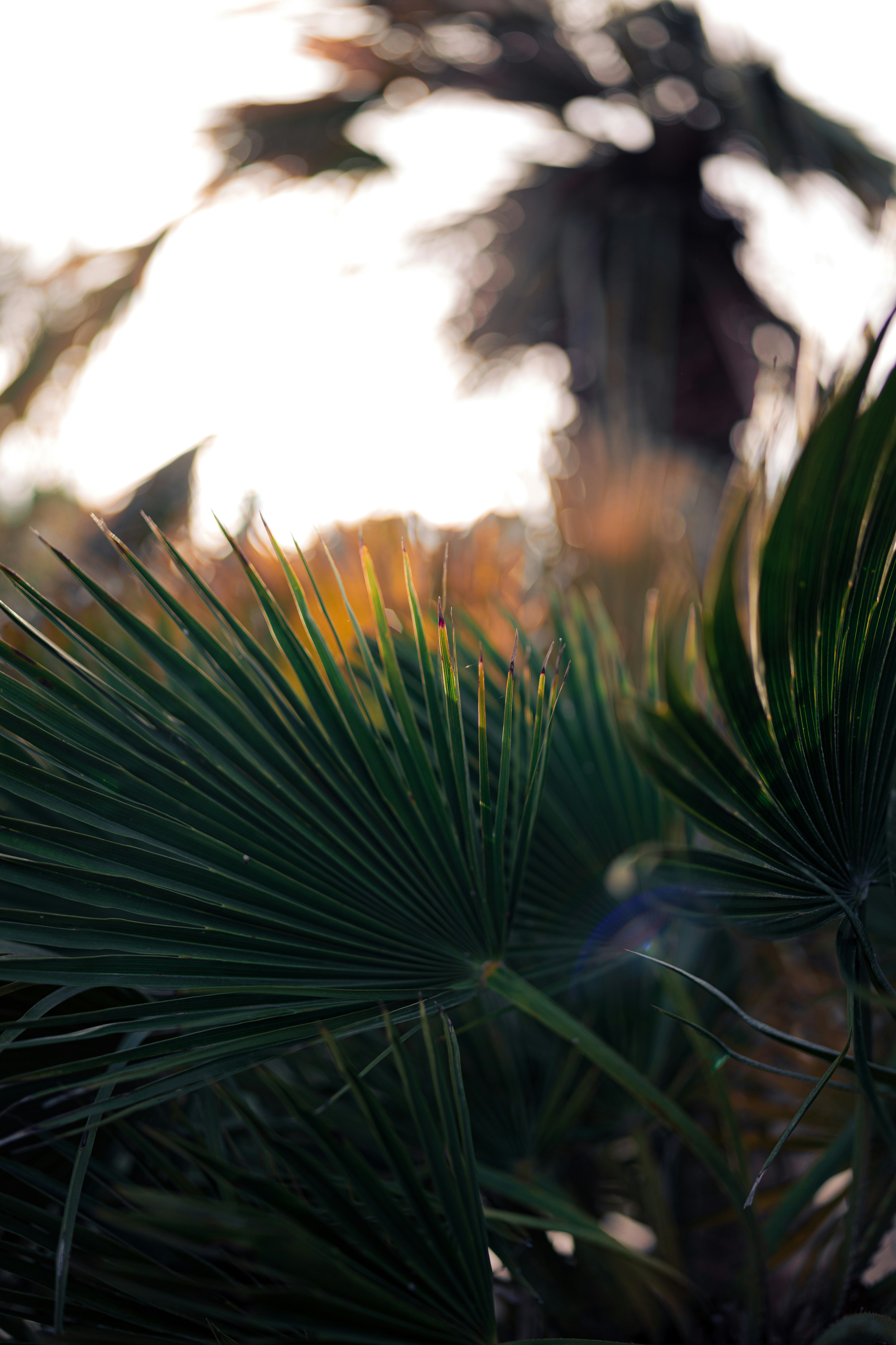 Sunlit Palm Fanfare: Dark Green Fronds in Soft Backlight