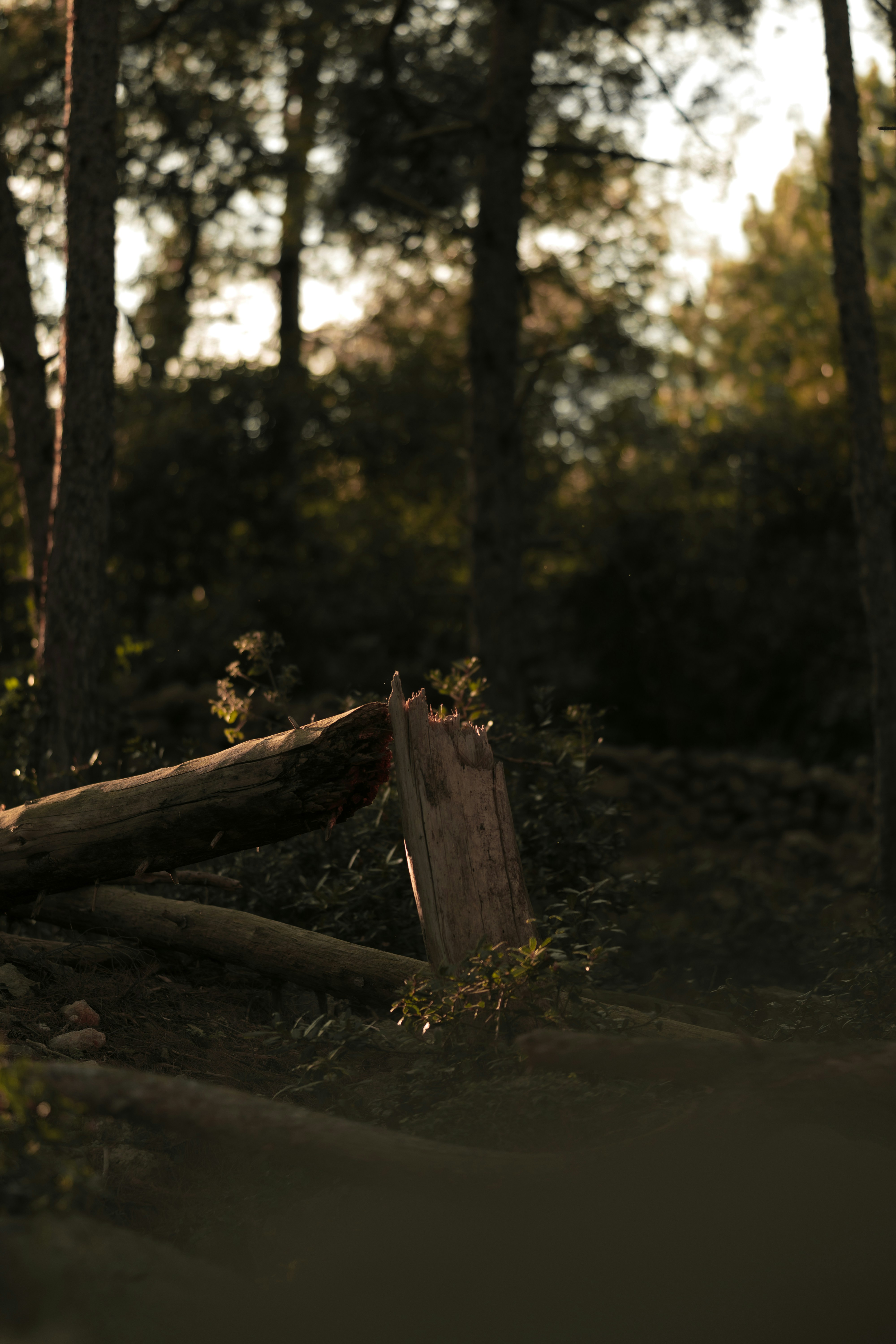 Fallen Timber at the Edge of a Sunlit Forest