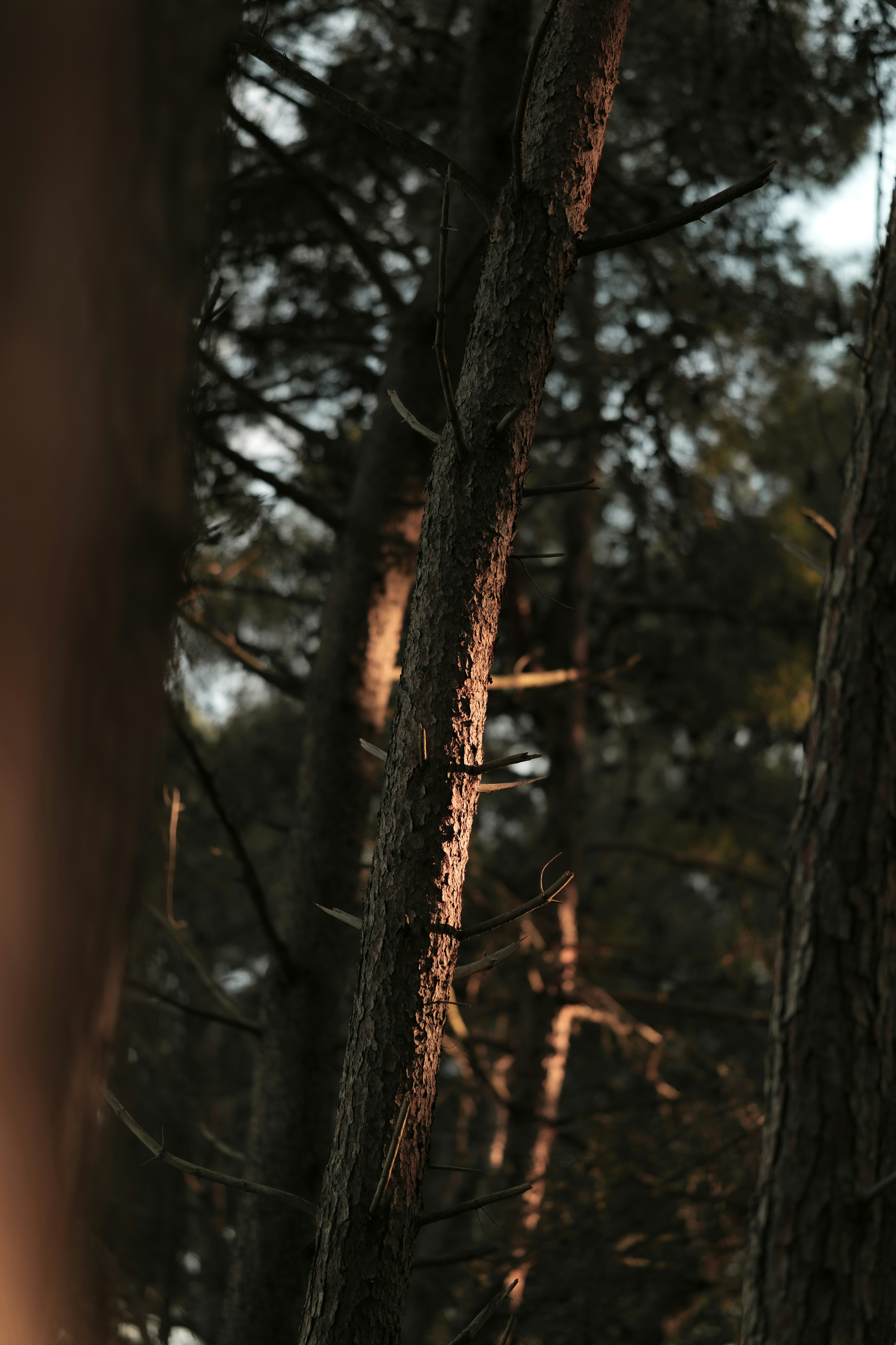 Sunlit Cedar Verge: A Quiet Forest in Focus