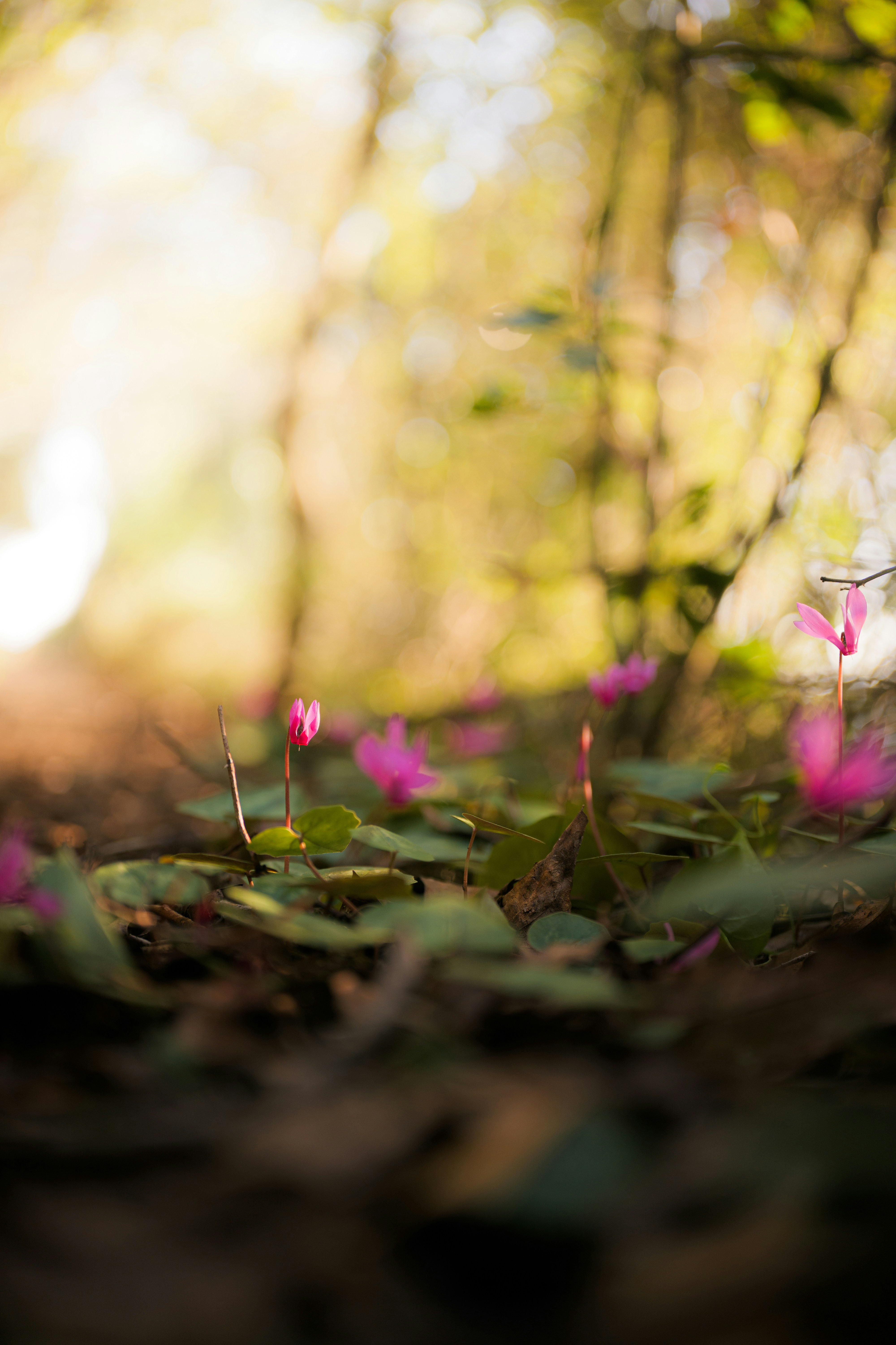 Sunlit Pink Blooms Among Forest Floor