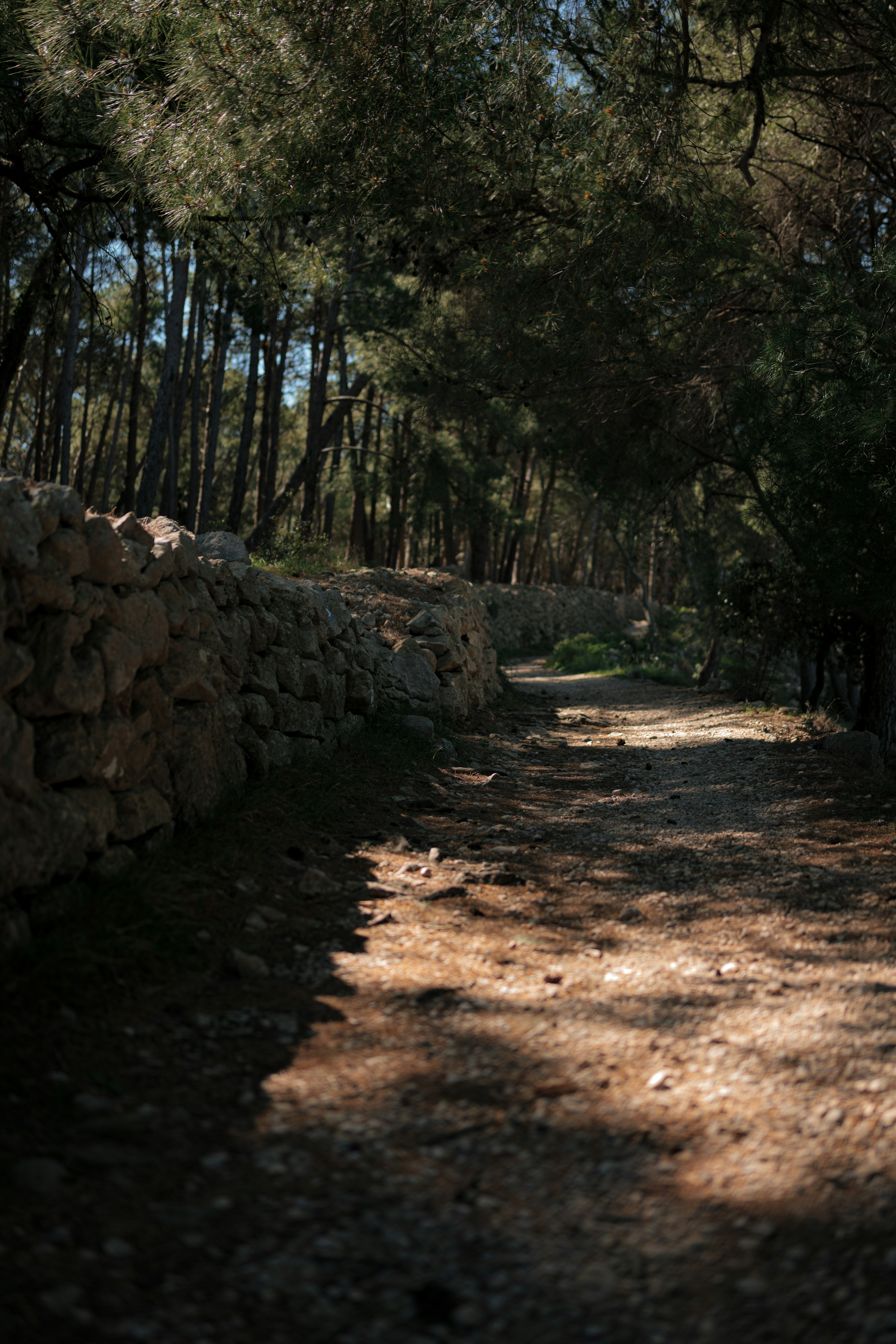 Sunlit path through a forest with stone wall