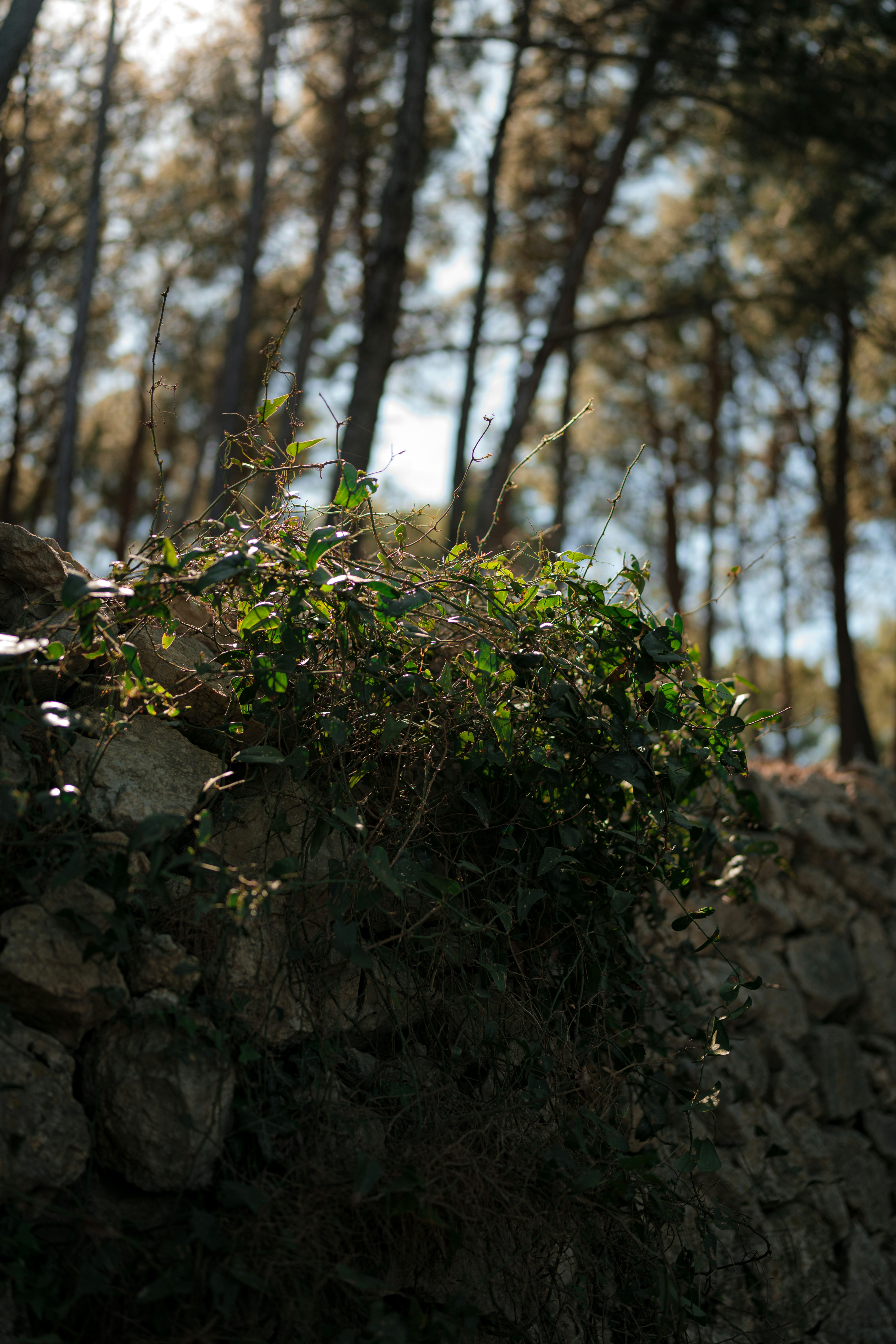 Sunlit Ivy Over a Mossy Stone Wall in a Quiet Forest