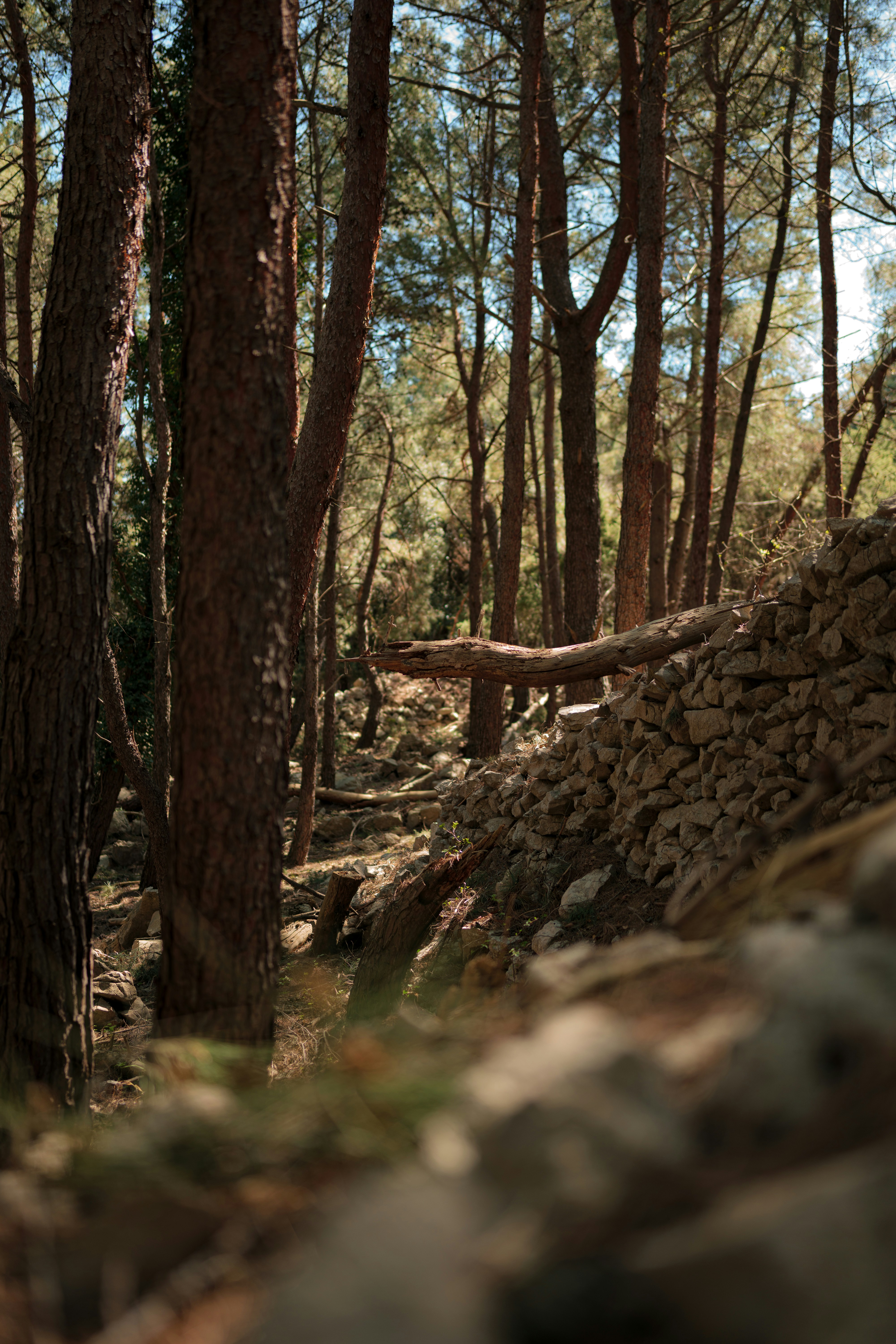 Forest of Quiet Stones and Sunlit Pines