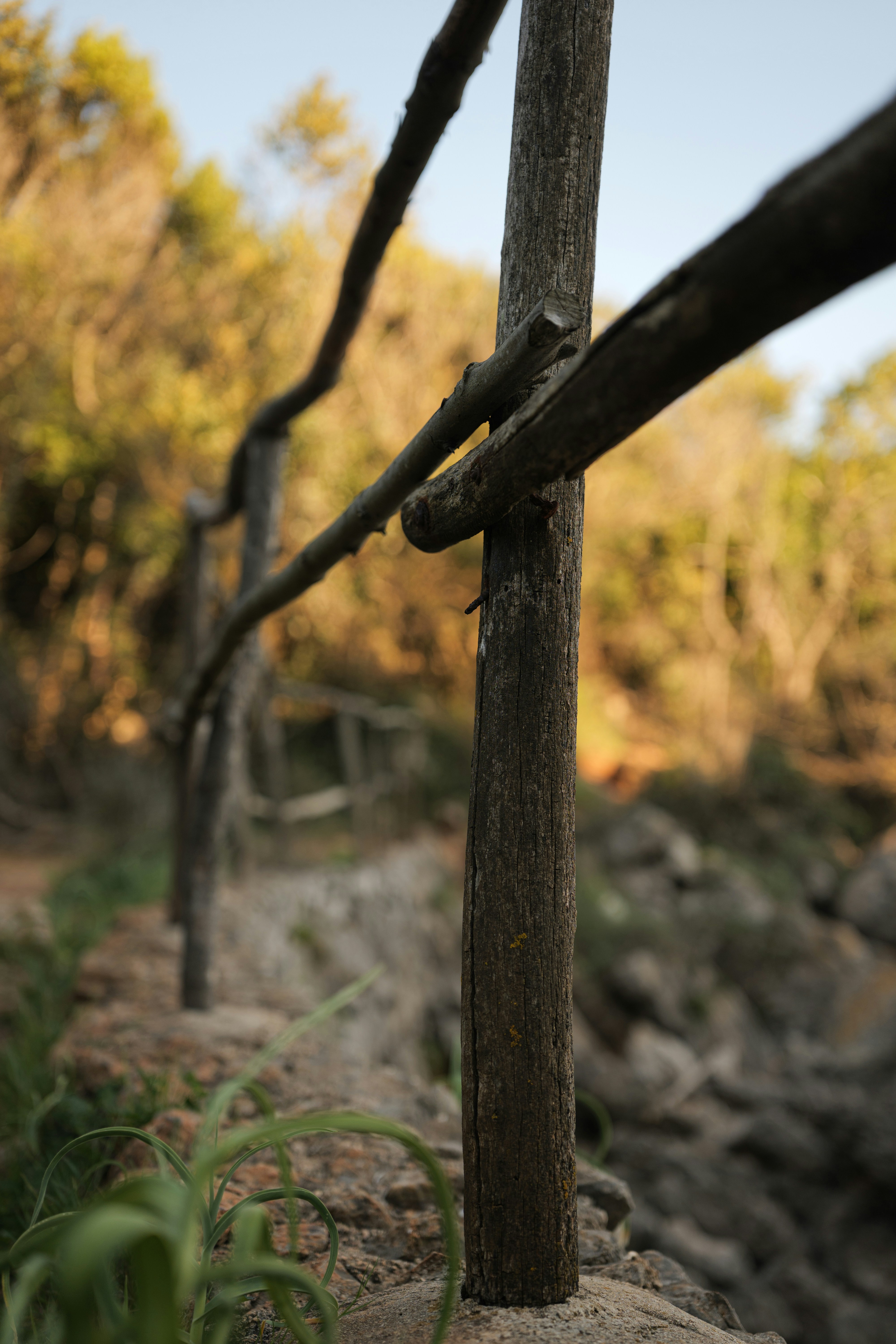 Rusted Barbed Rail in Soft Afternoon Light