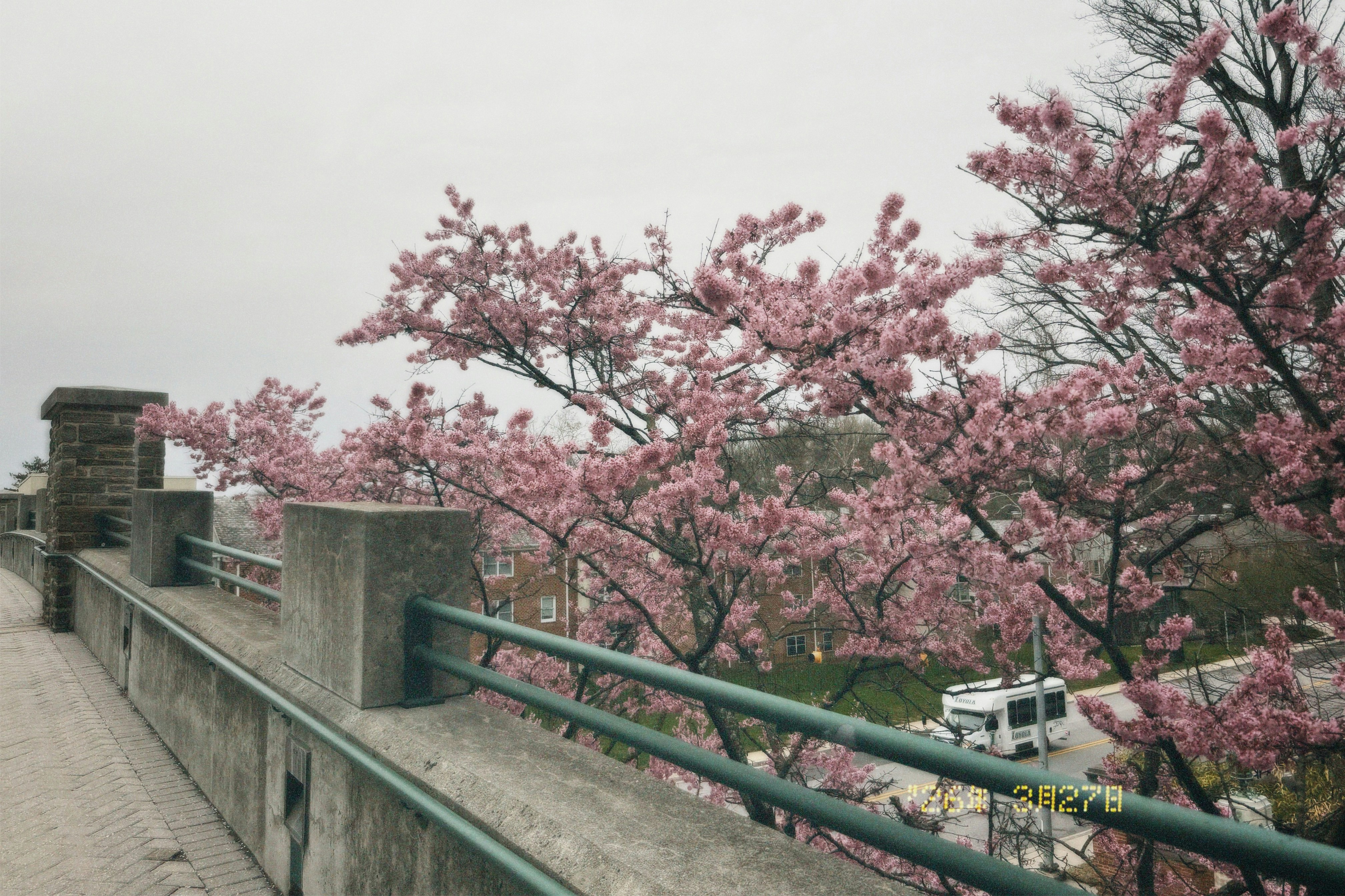 Cherry Blossom Terrace Overlook