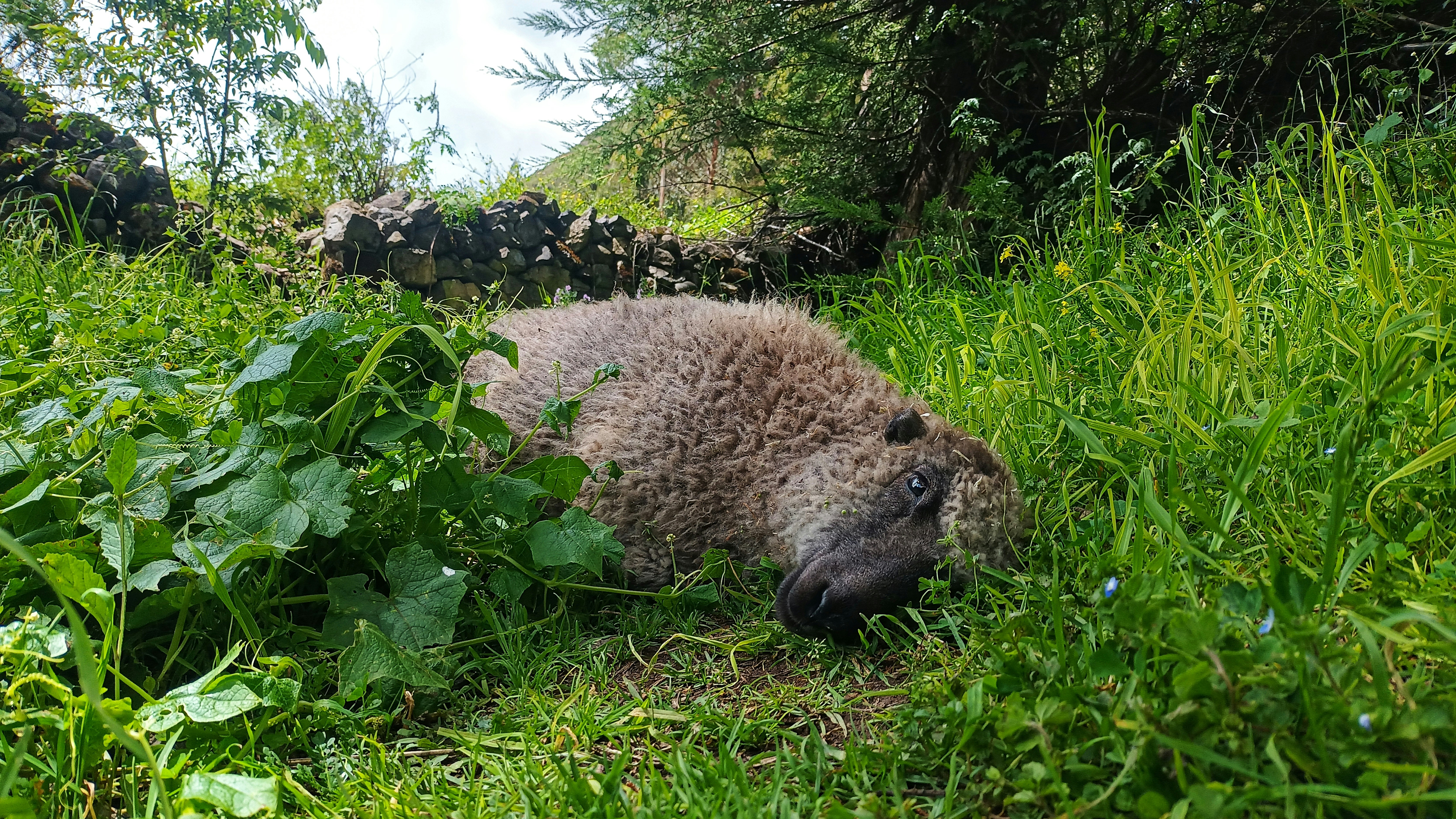 Hedgehog Resting in Sunlit Green Retreat