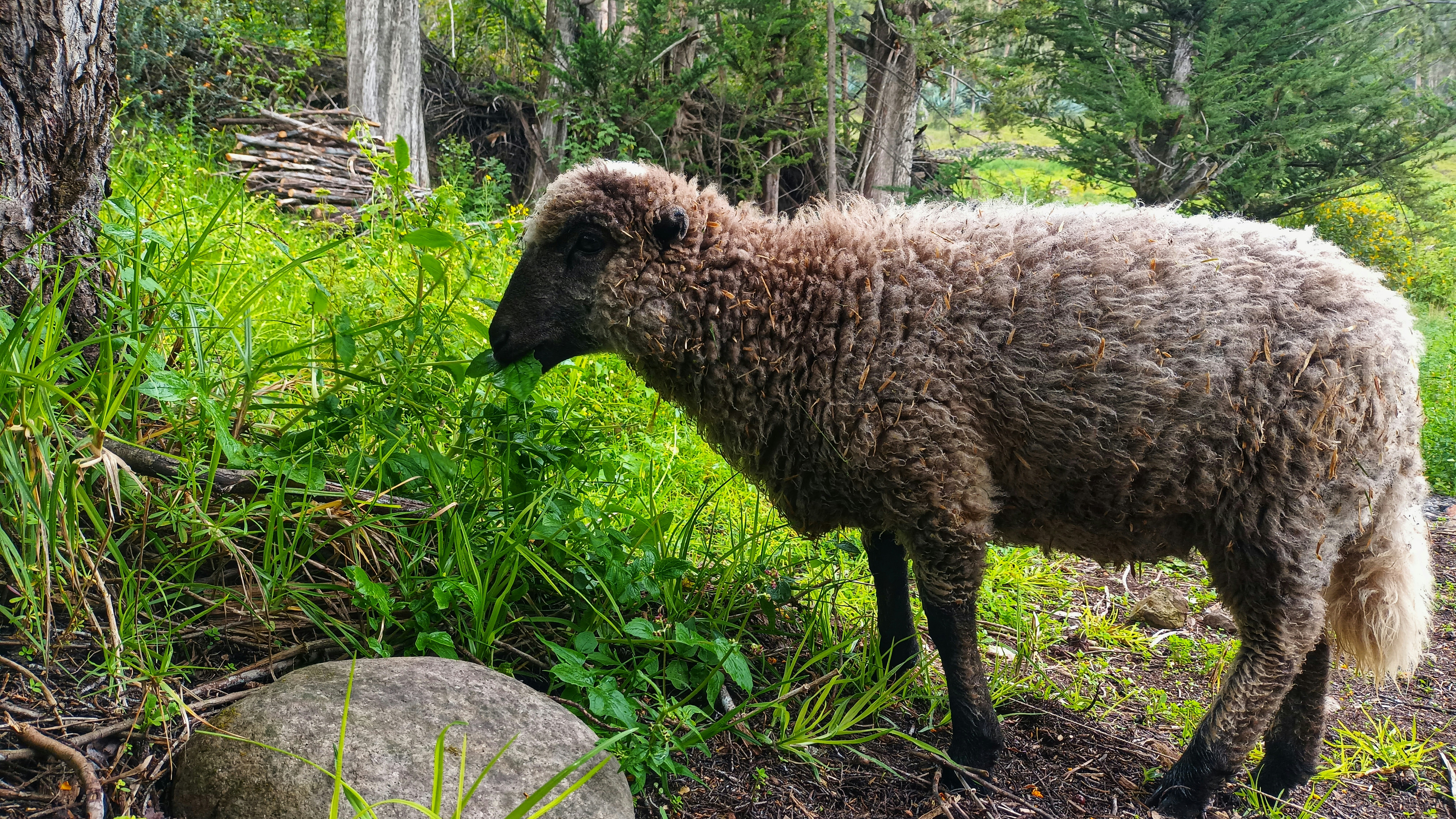 Curious Grazing Portrait of a Woolly Inquisitor