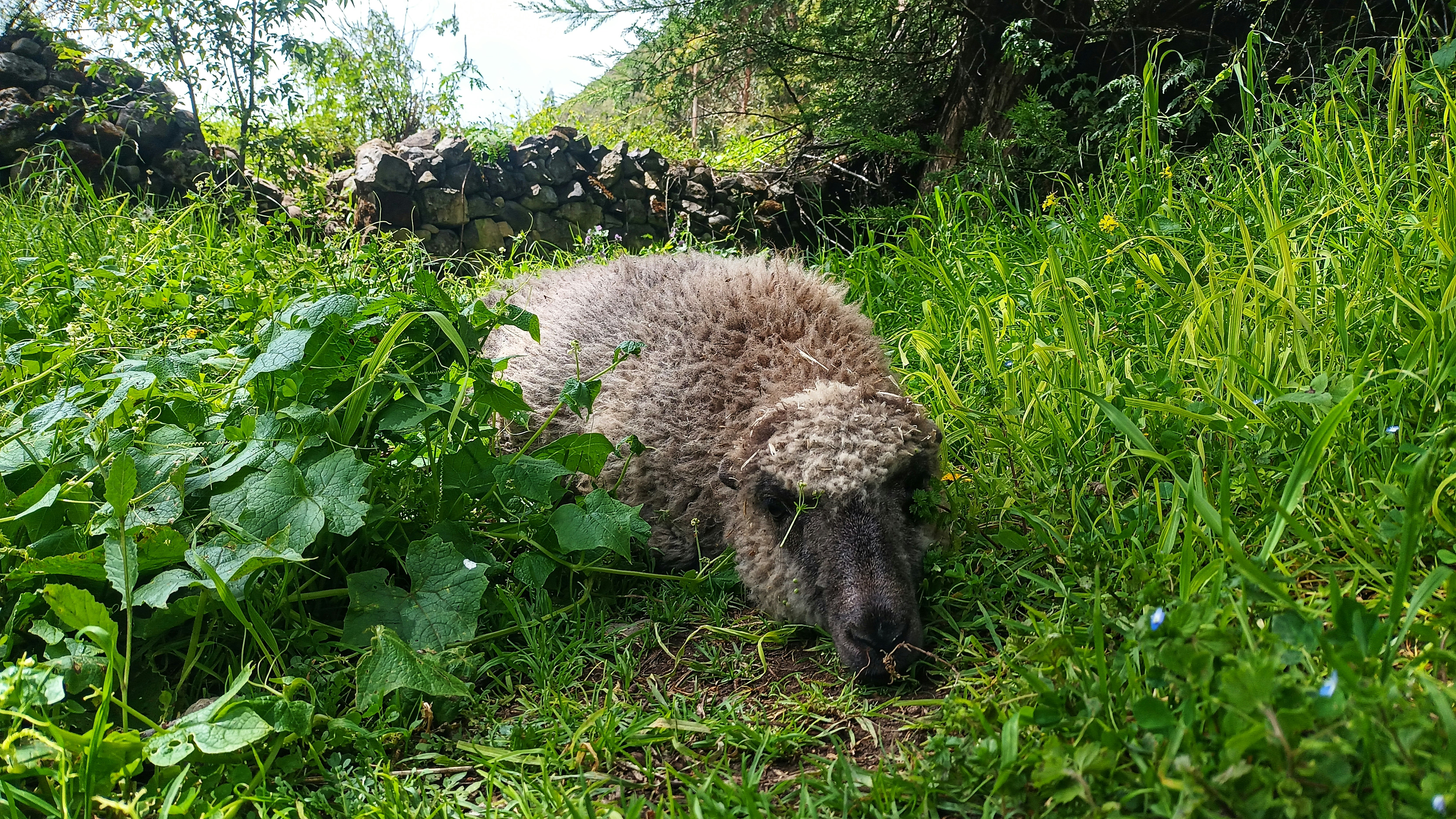 Wandering Mound: A Curious Hedgehog in a Brambly Meadow