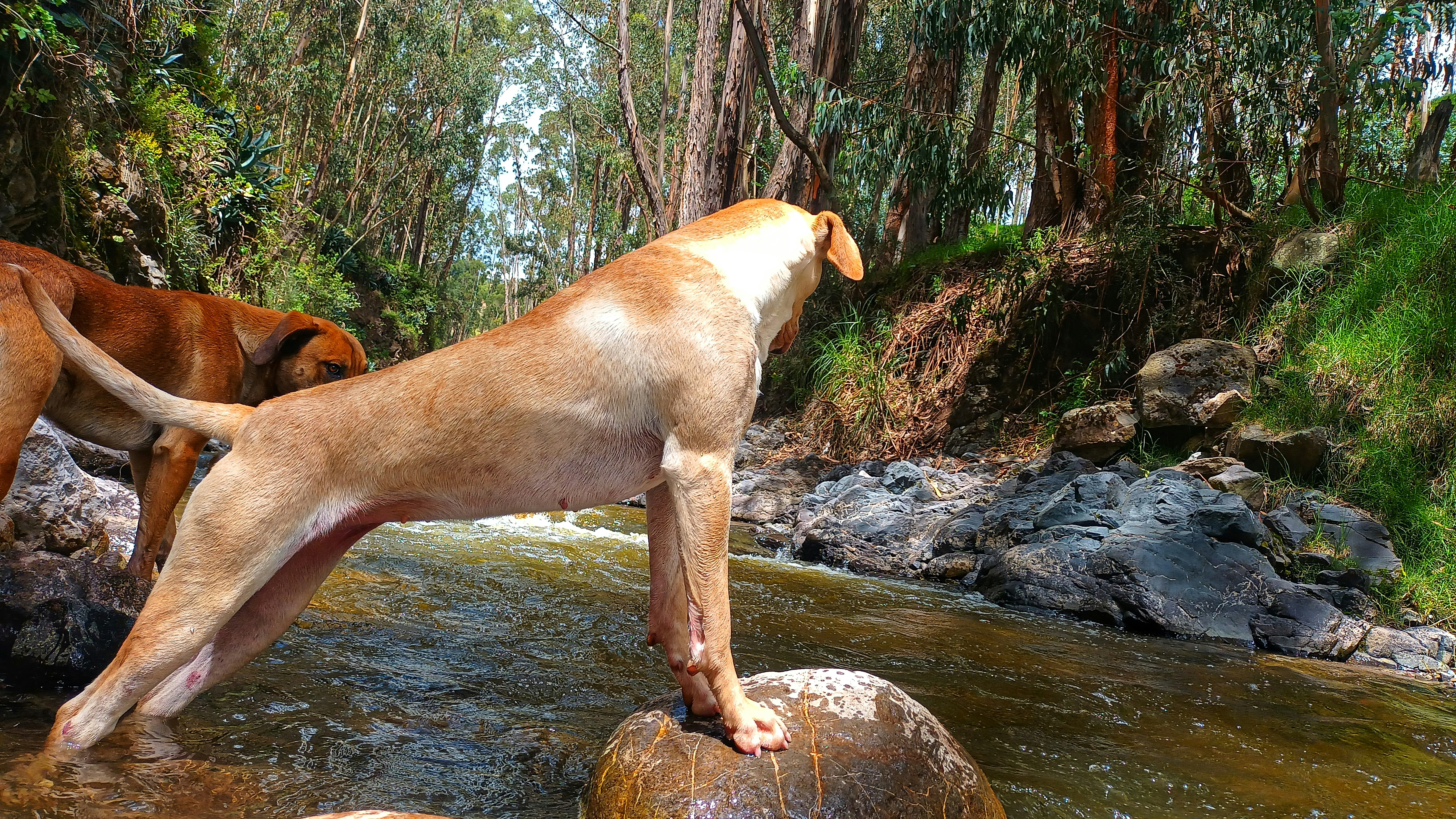 Canine Acrobat: A Dogo or Similar Terrier Surging Across a River Rock