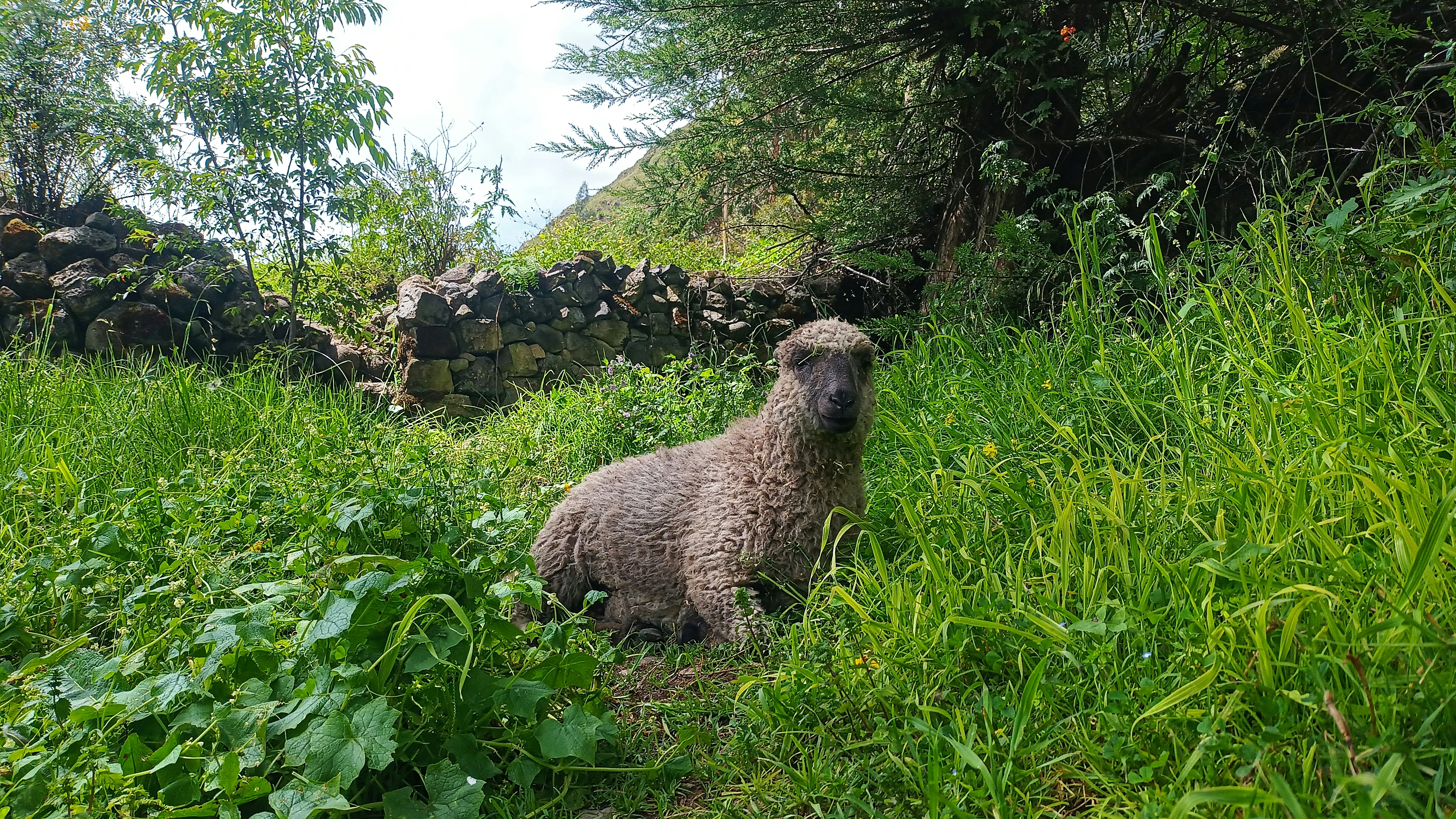 Sly Llama in a Green Meadow