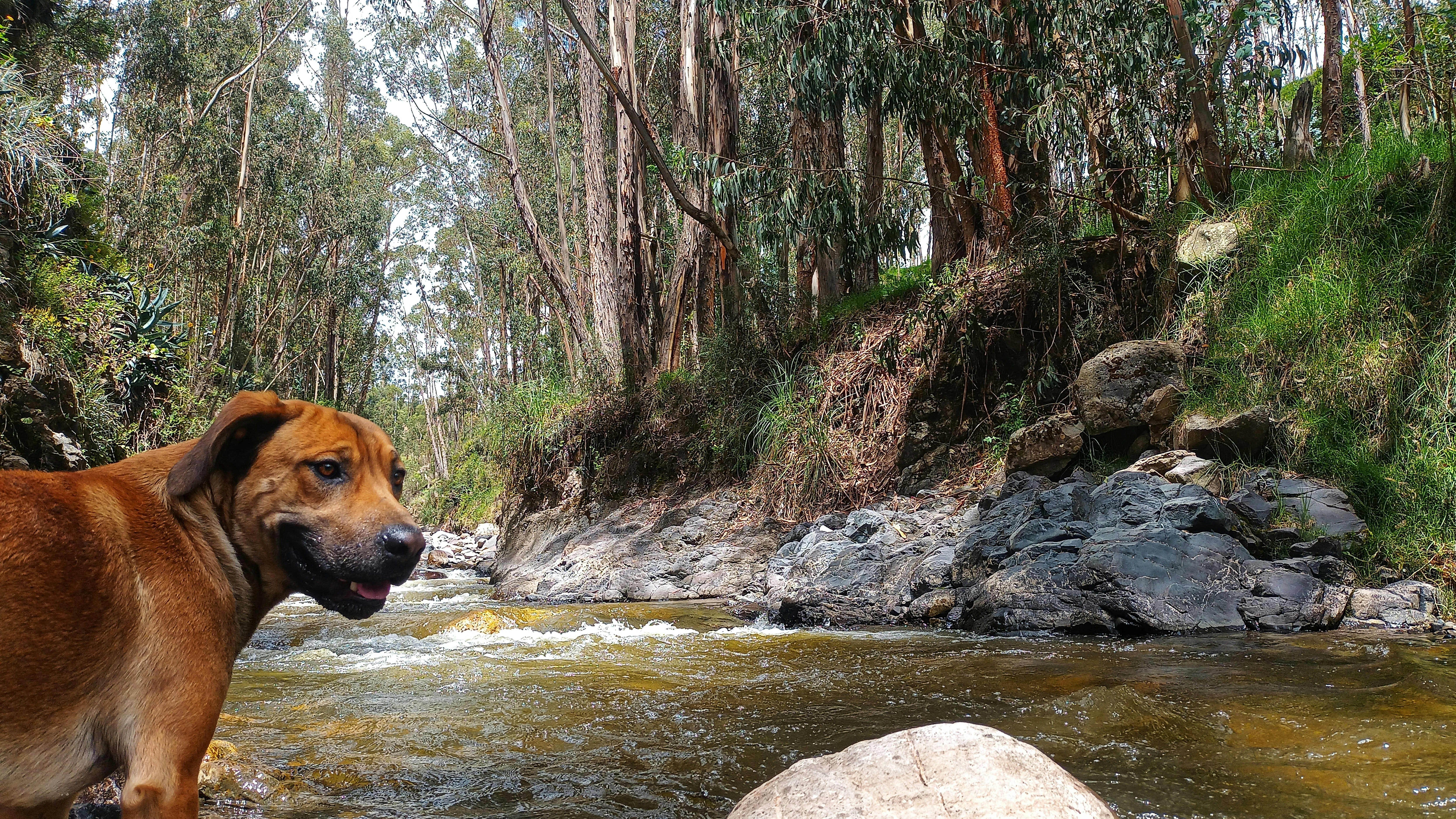 Riverdog at the Bend: A Loyal Gaze by the Water