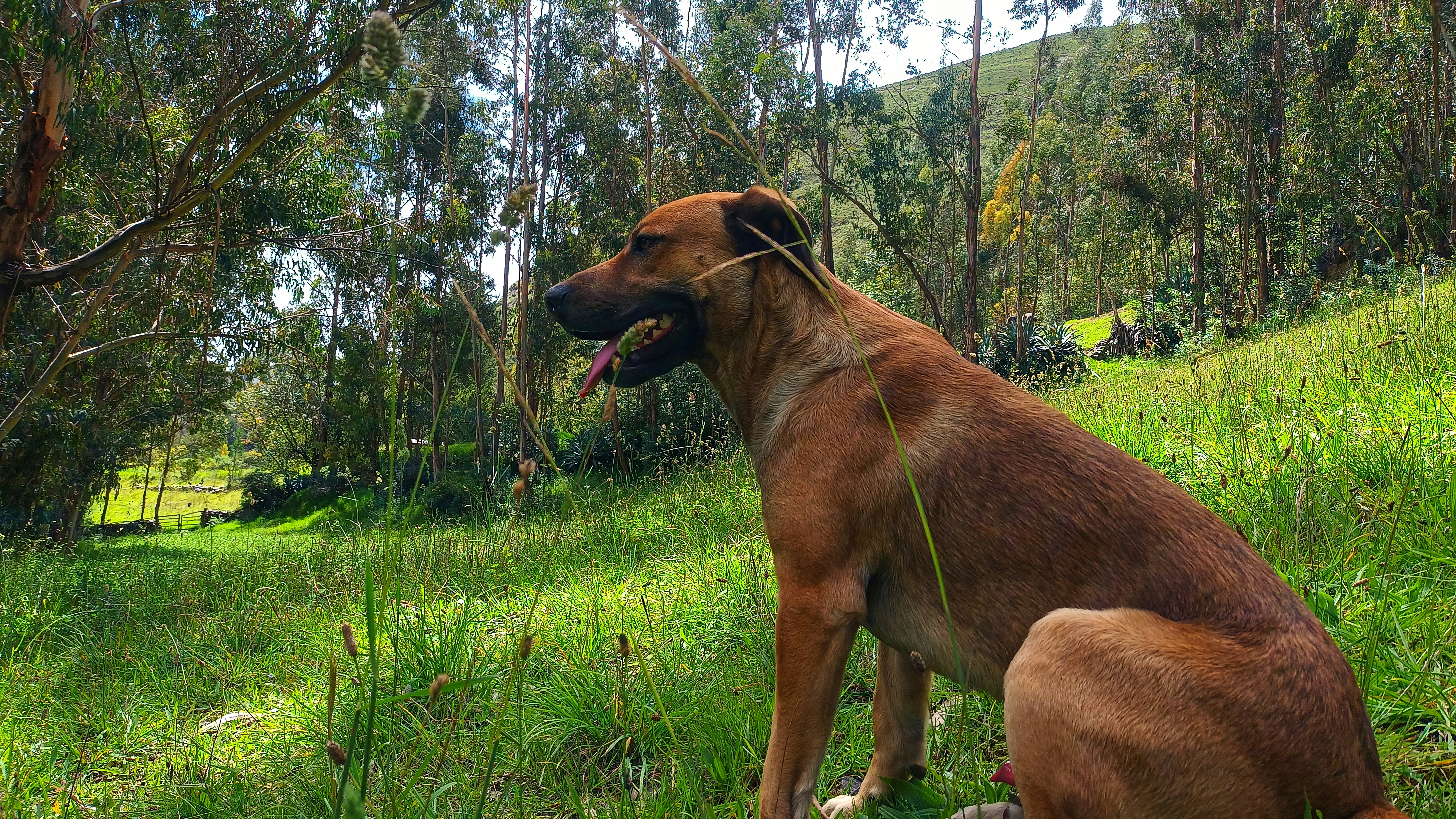 Golden-brown dog sits on a grassy hillside bathed in sunlight, with a backdrop of trees and a rolling landscape.