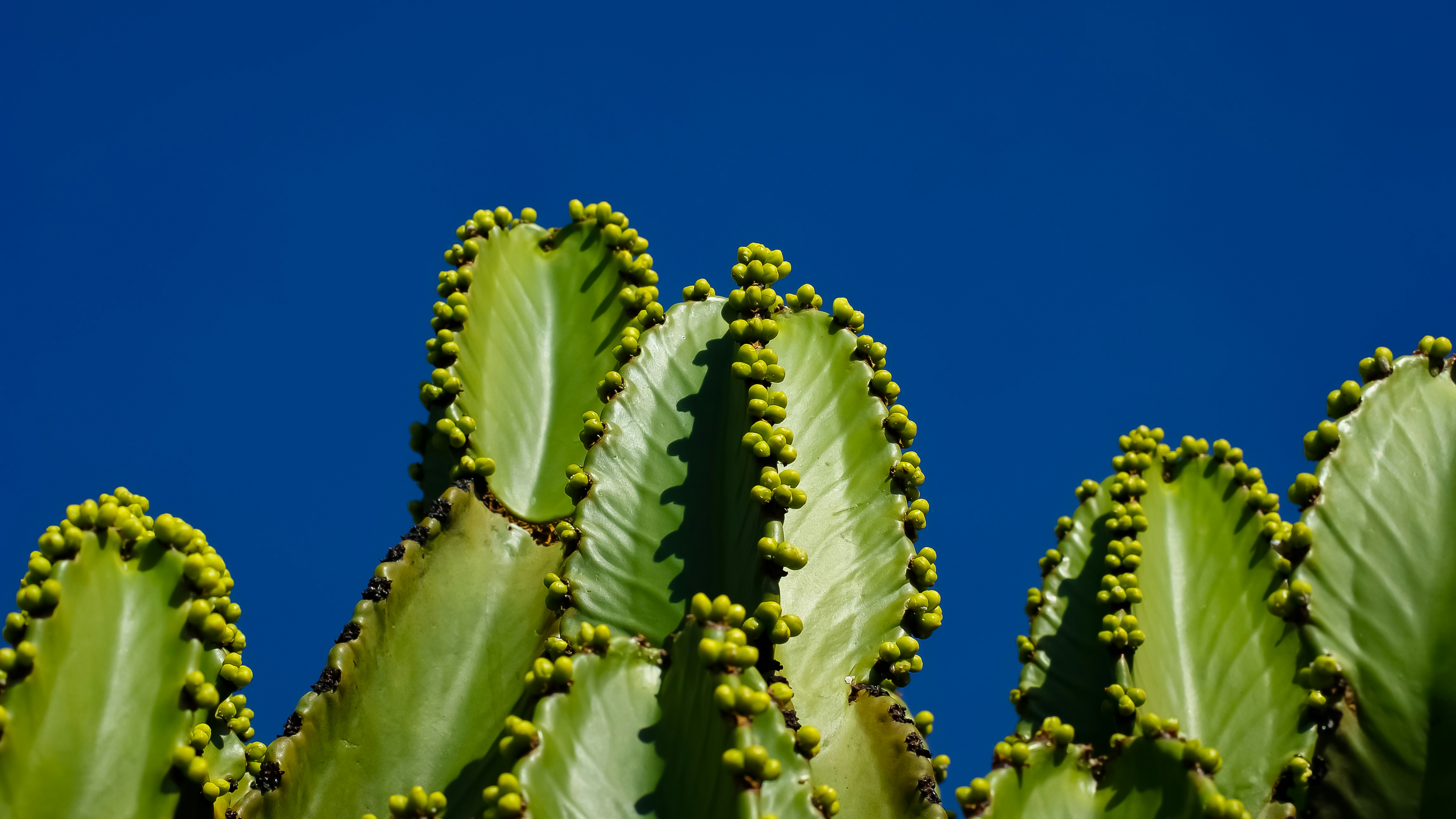 Cactus Crowned in Golden Bubbles against a Velvet Sky