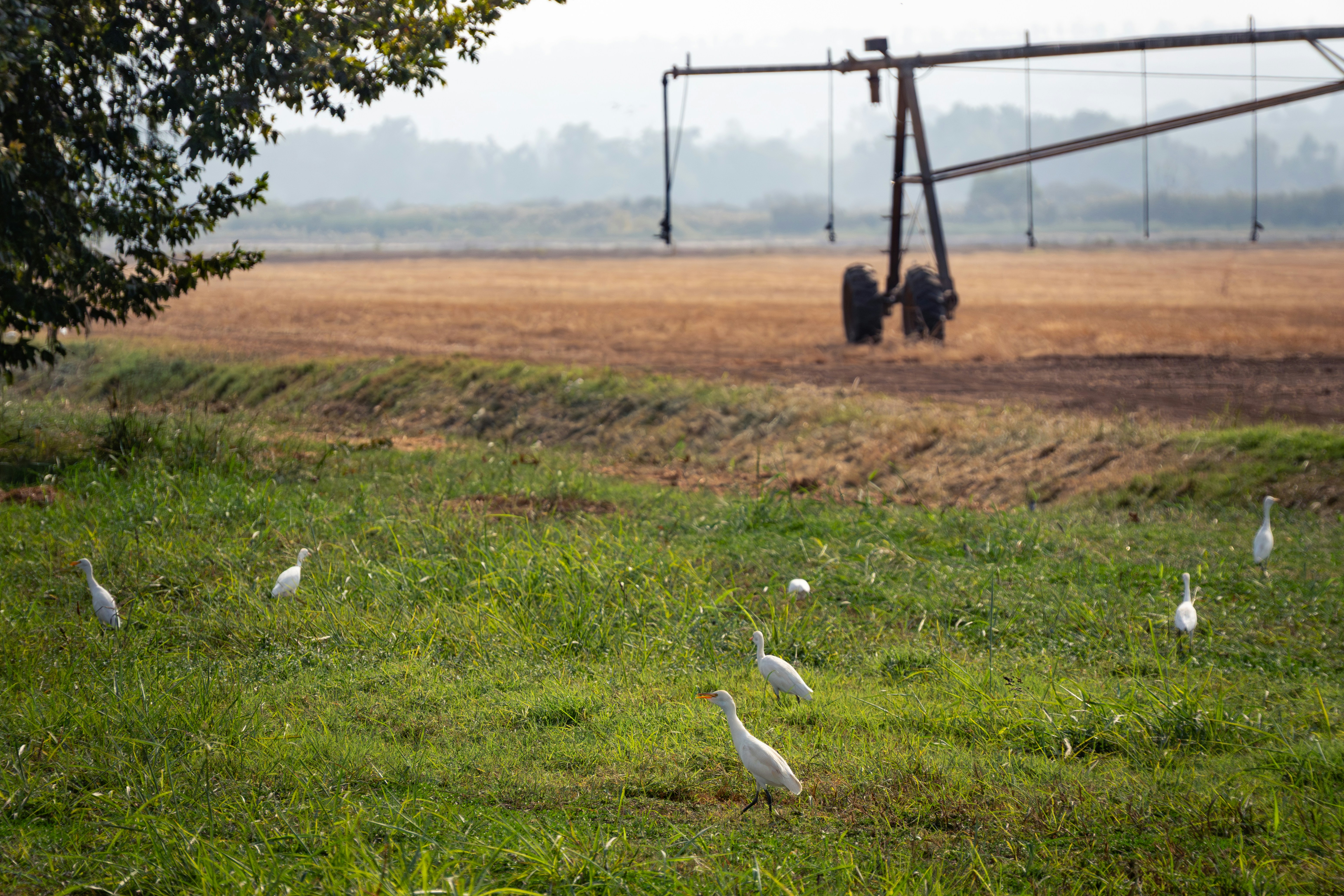 Field of Egret Silhouettes under an Irrigator's Arm
