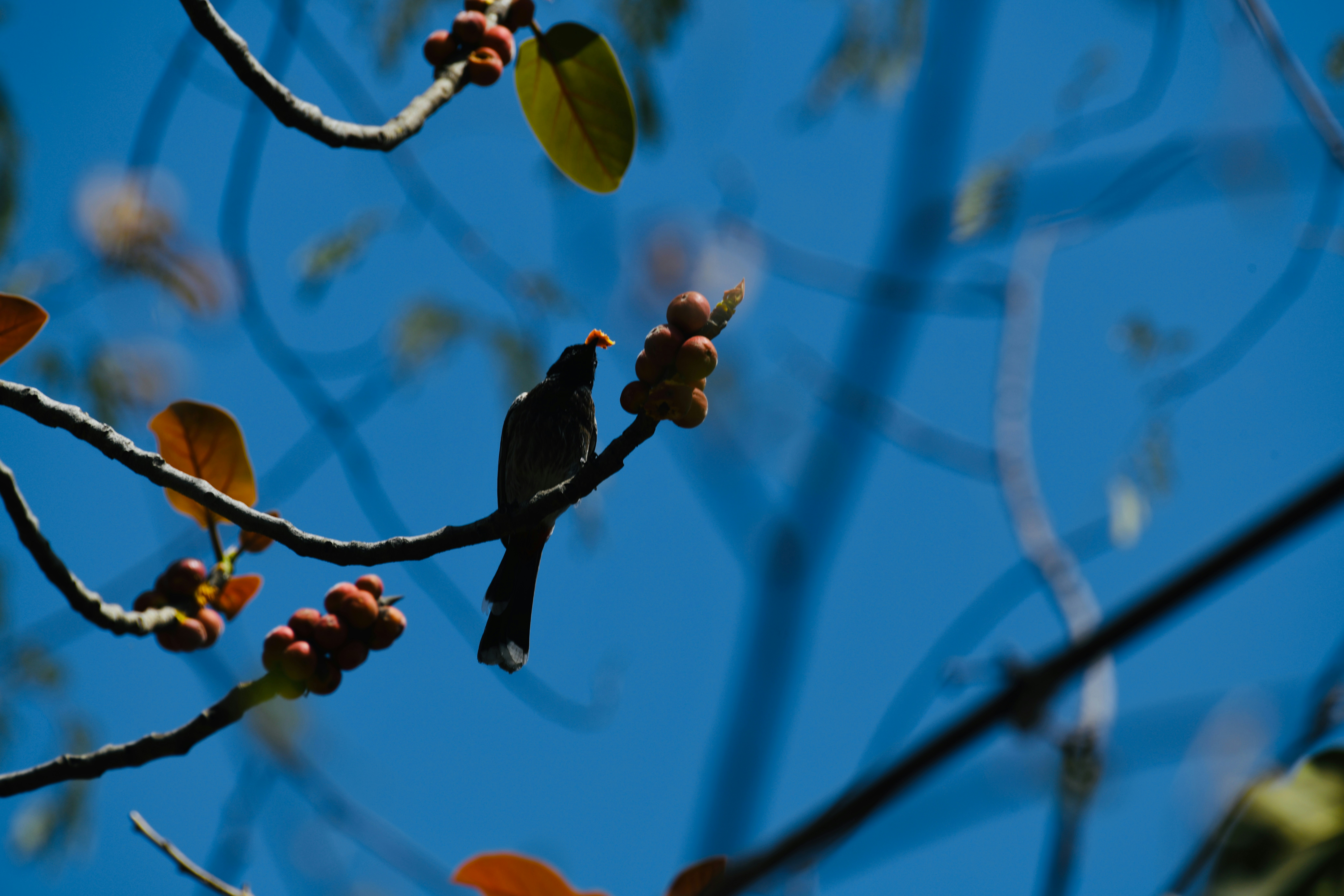 Black Bird on a Blue Day