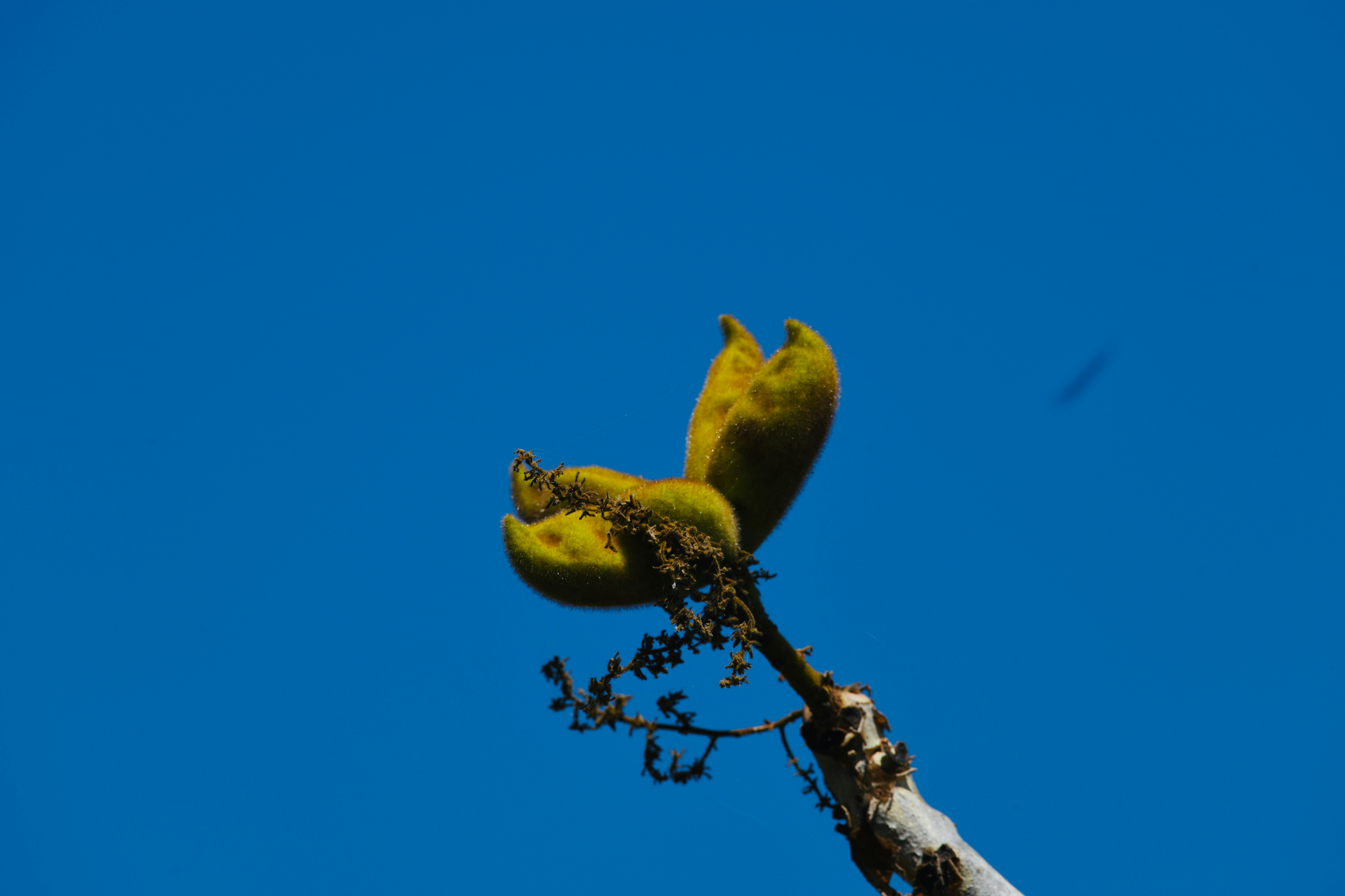 Golden Buds on a Spring Reminder