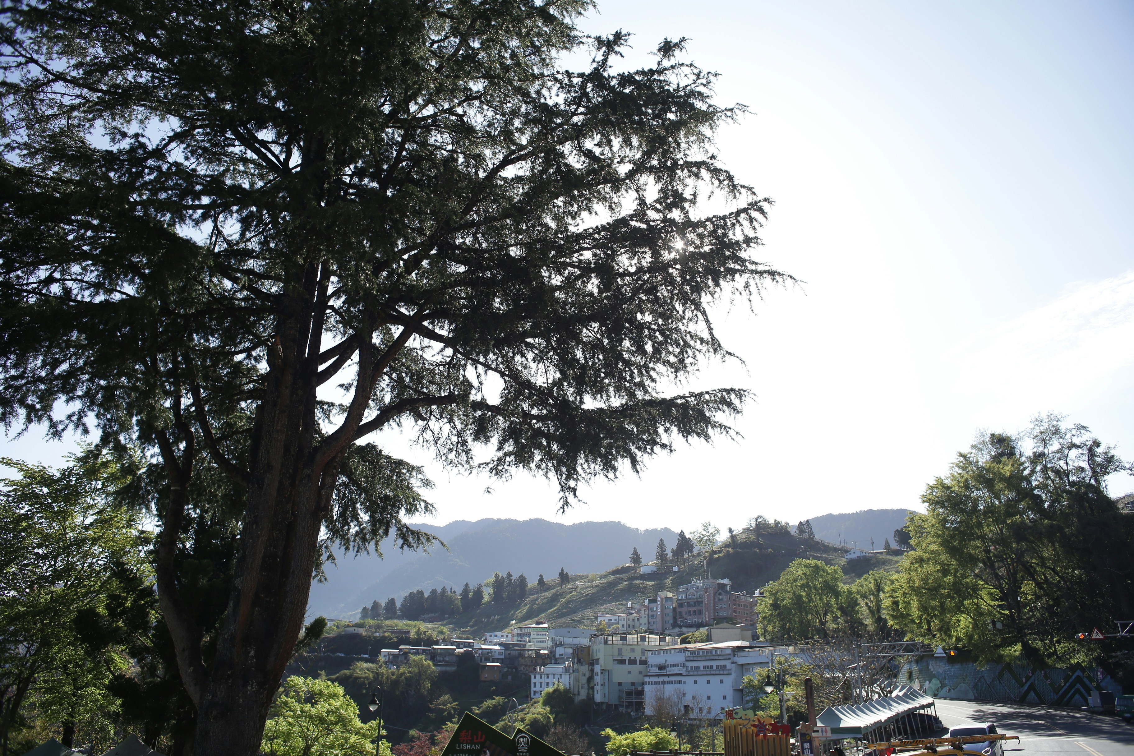 Shaded Giant: A Town Nestled in the Hills Beneath a Canopy