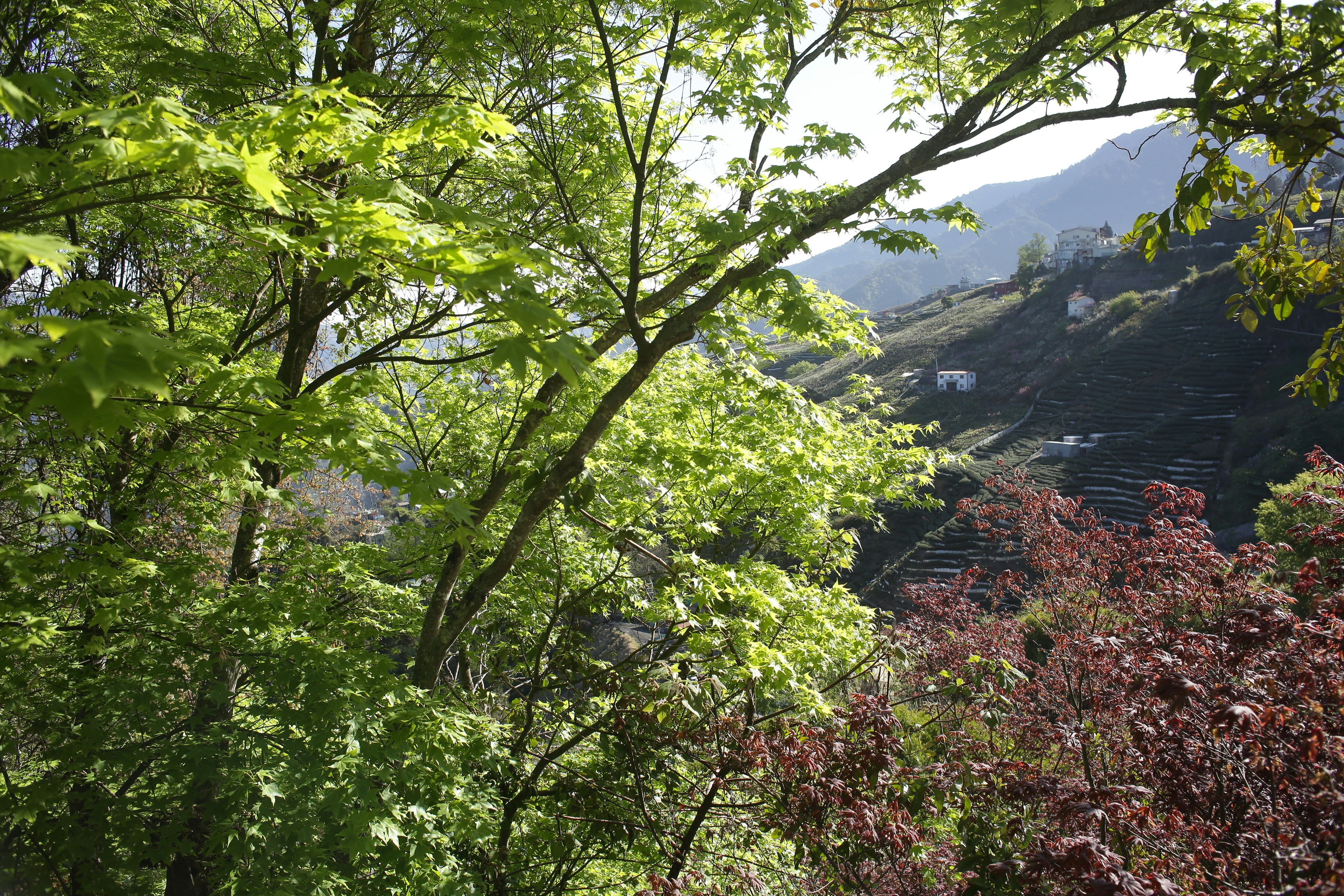 Sunlit Green Canopy Overlooking a Terraced Valley