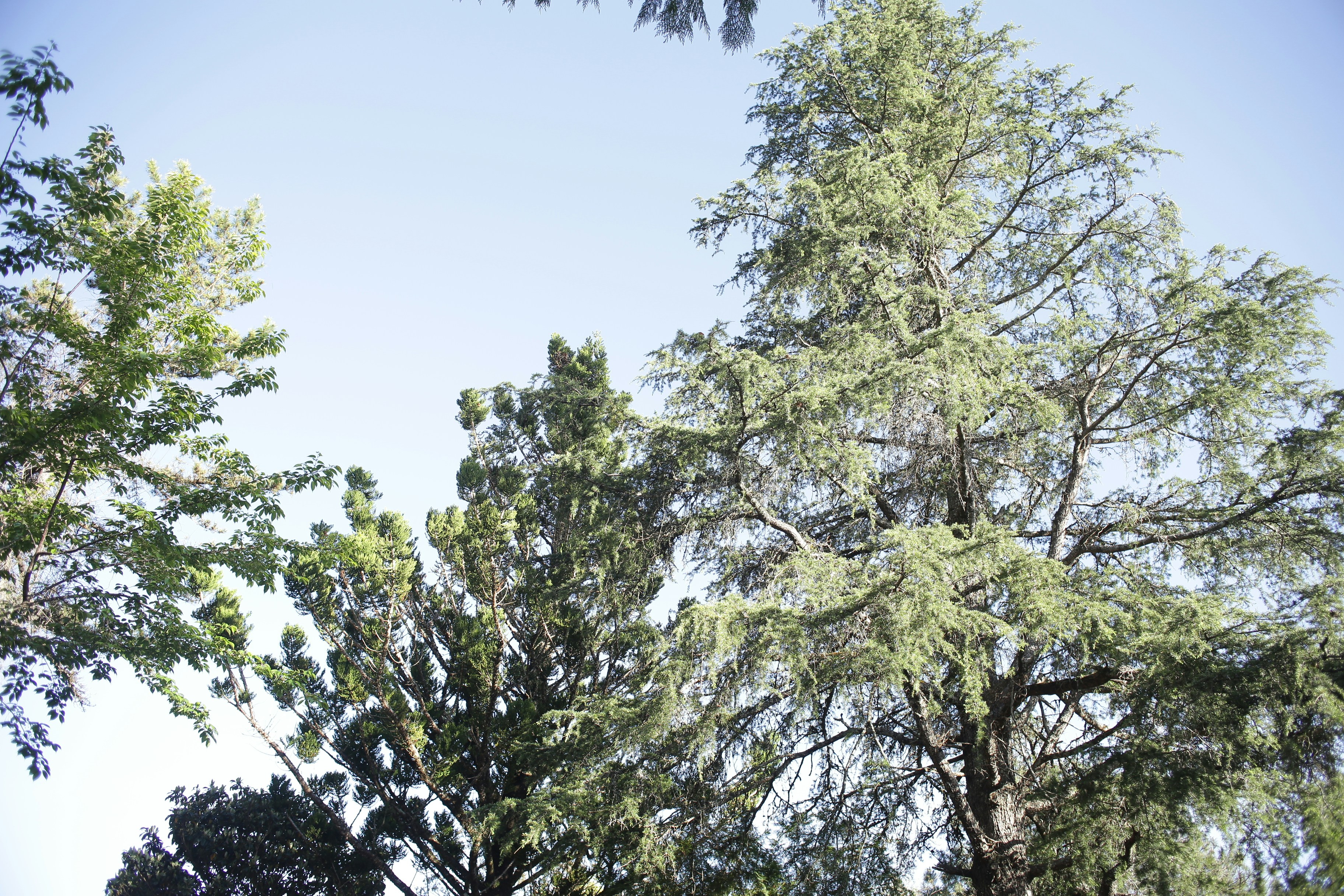 Sunlit Canopy Over Skyward Pines
