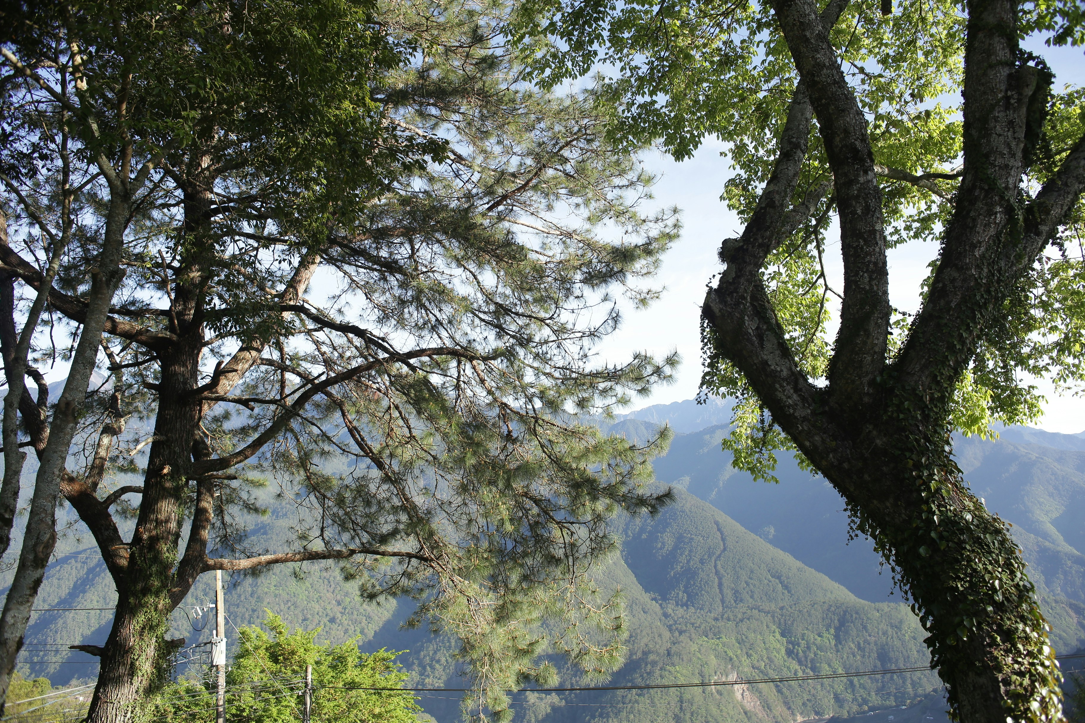 Hidden Gaze Between Pines Over a Mountain Canopy