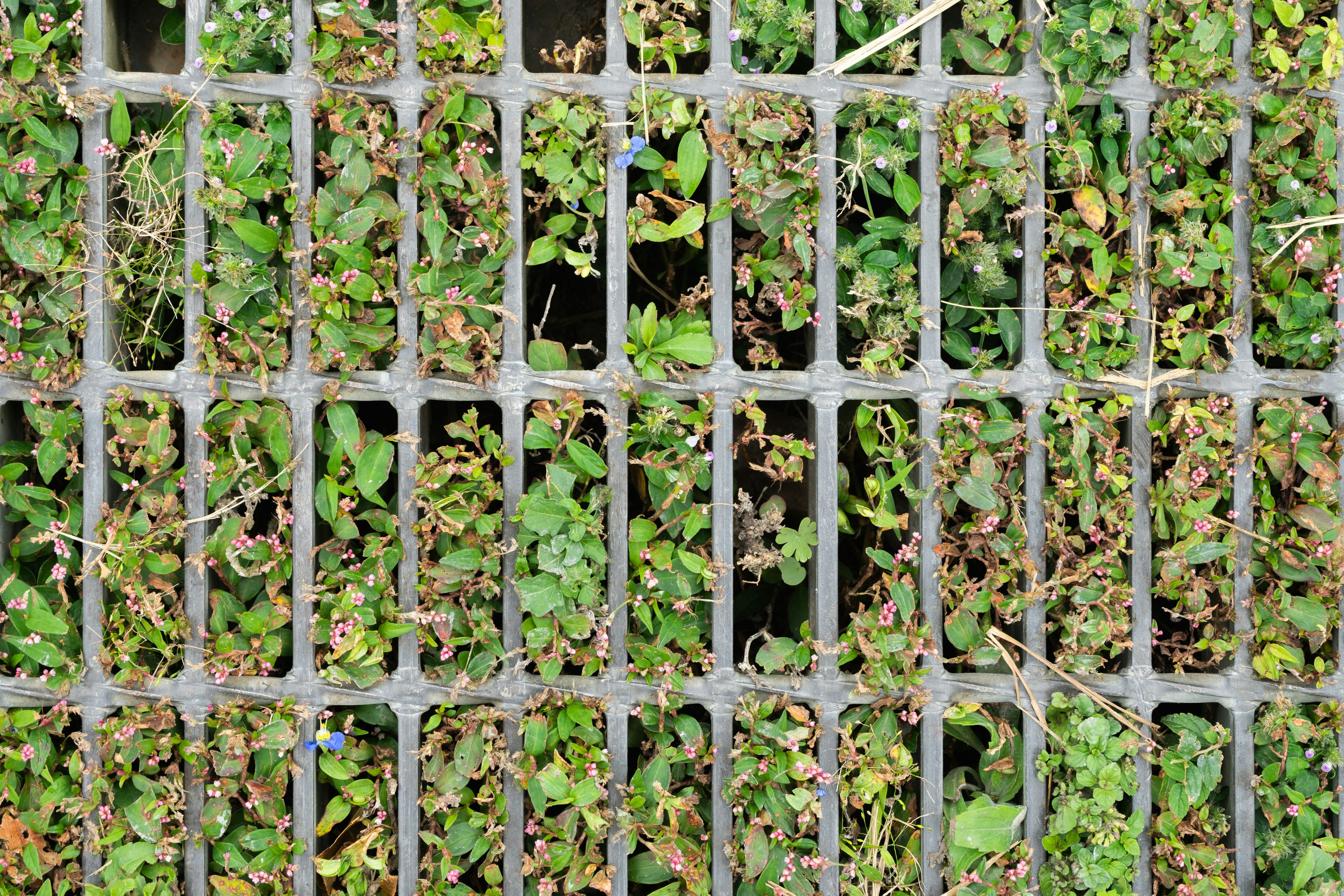 Metal Grid Garden: Green Vines Filling the Gaps