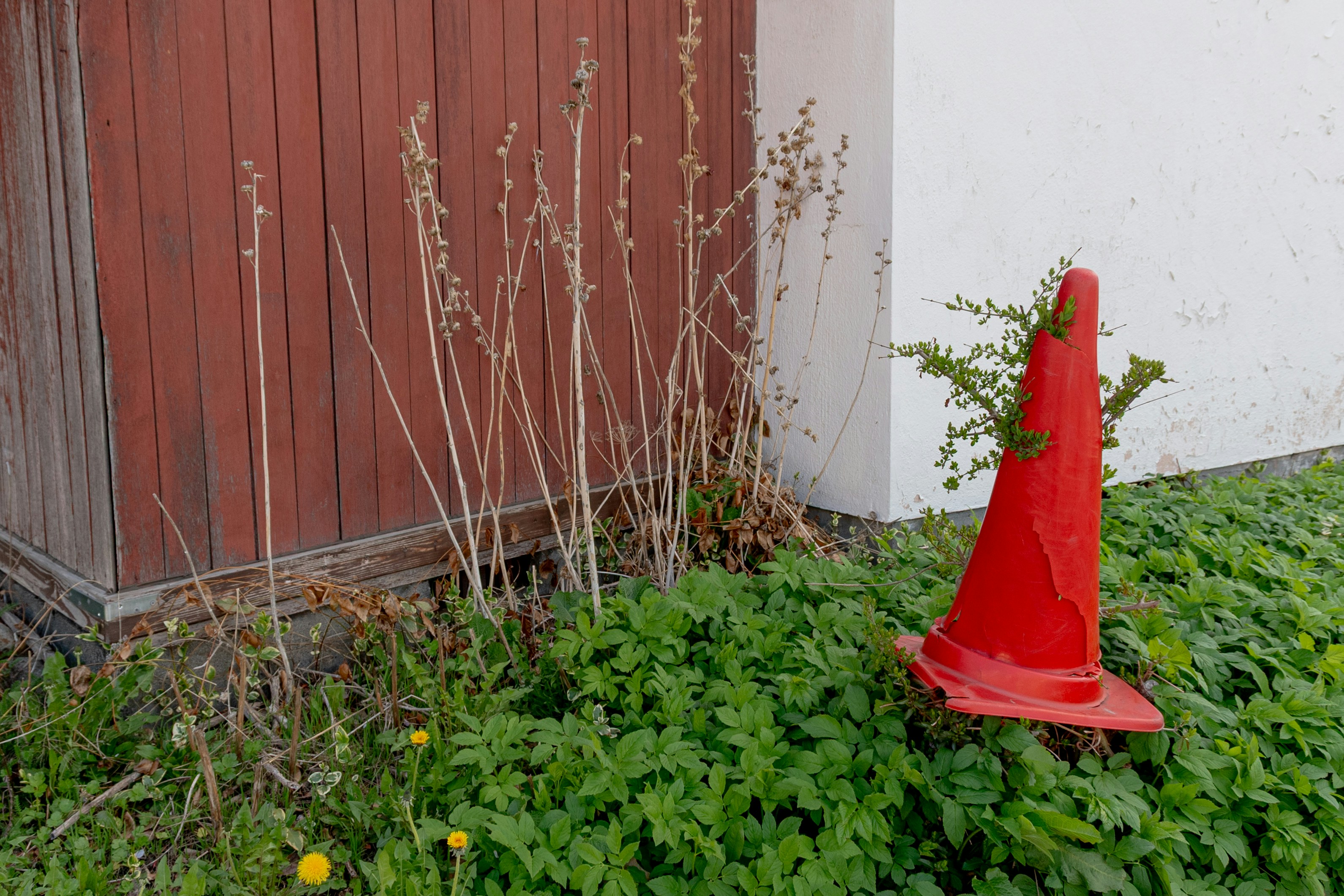 Red Cone by the Wall: Green Groundcover and Weathered Wood