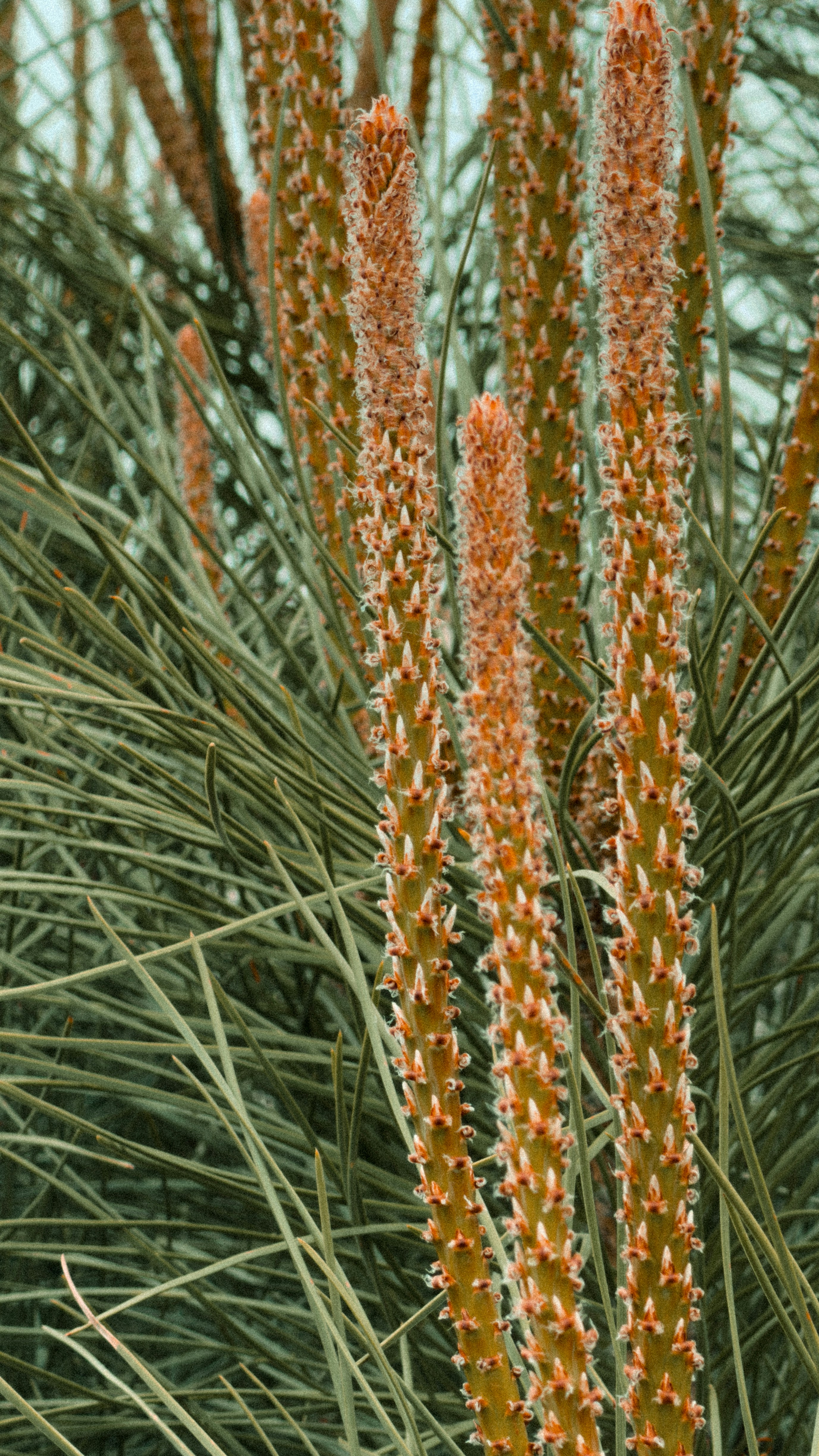Floral Spires: Orange-tinted Catkins Reaching Through Green Foliage