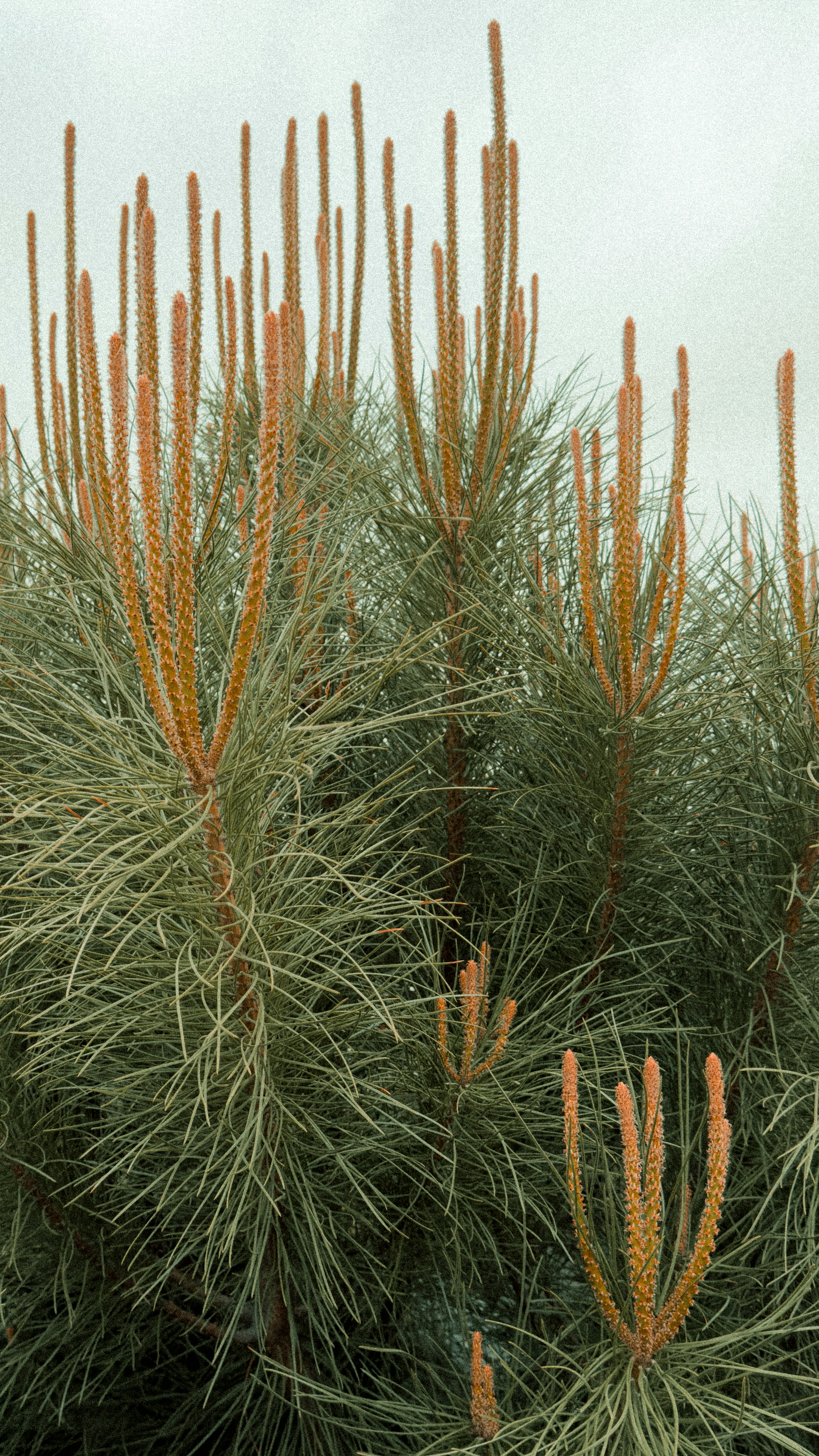 Desert Flame: Orange Spires Rise Above Needleispine Foliage