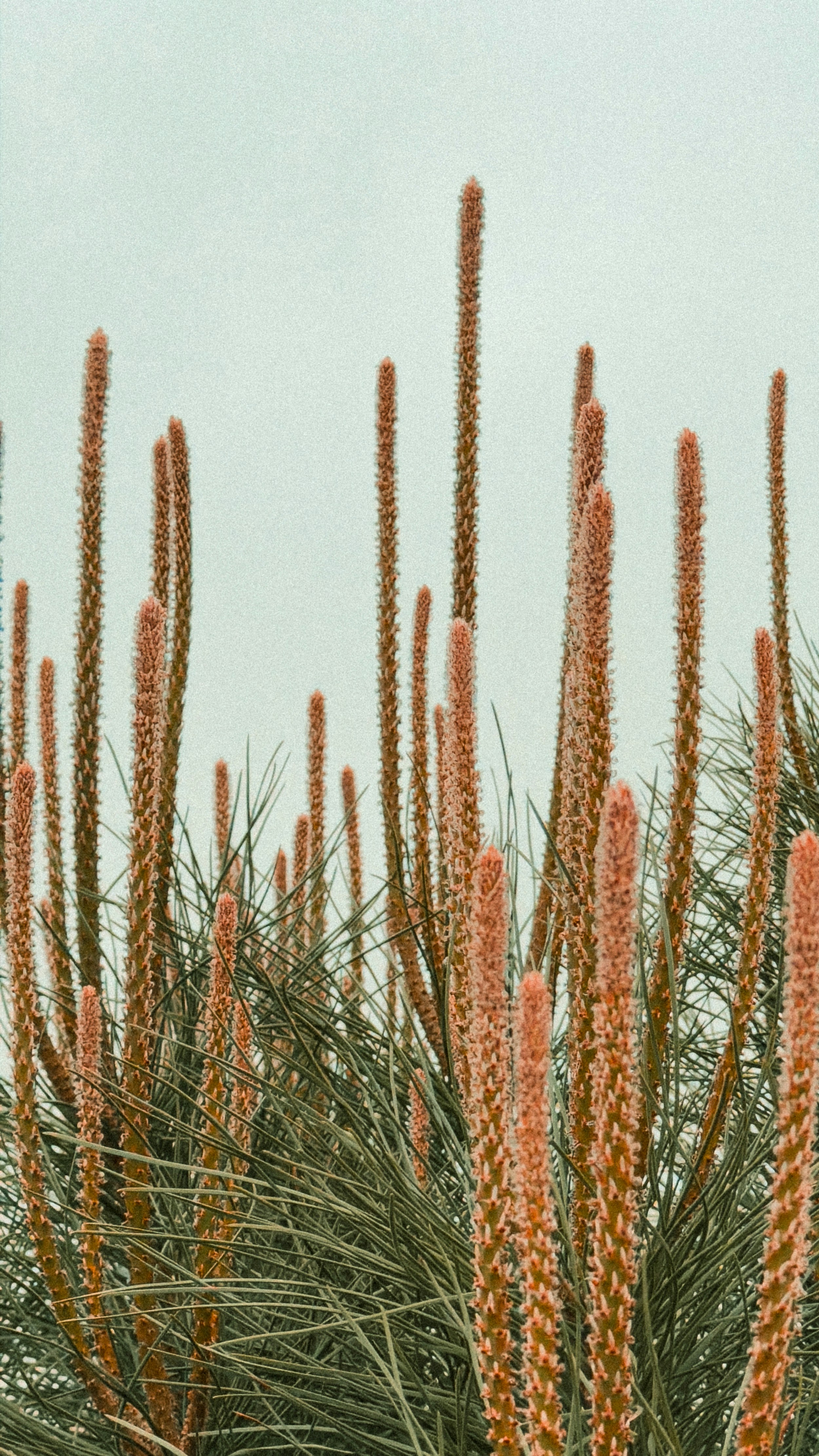 Cosmic Spires: Desert Plants Reach for a Pale Sky