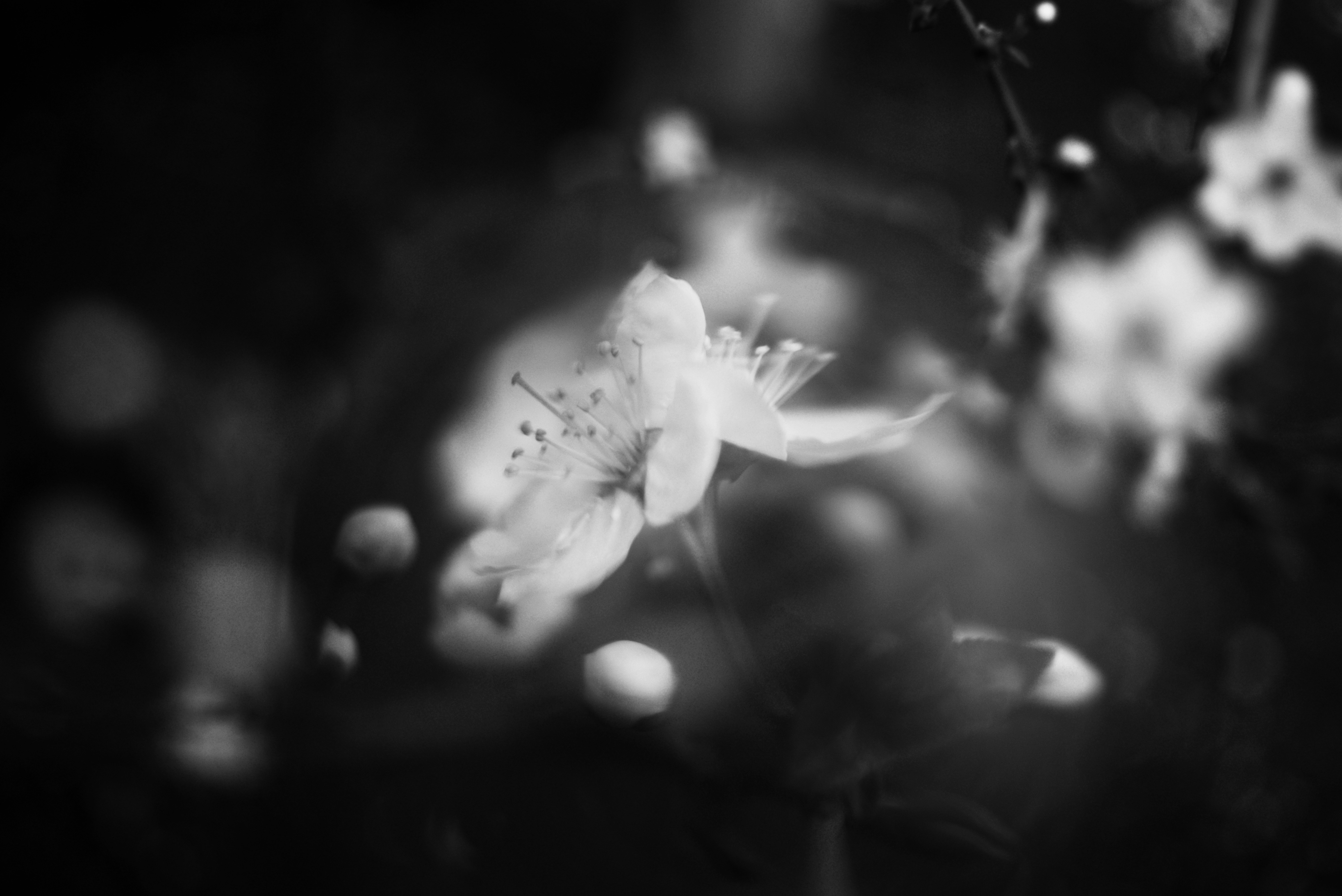Soft Bloom in Mono: A Quiet Petal Moment