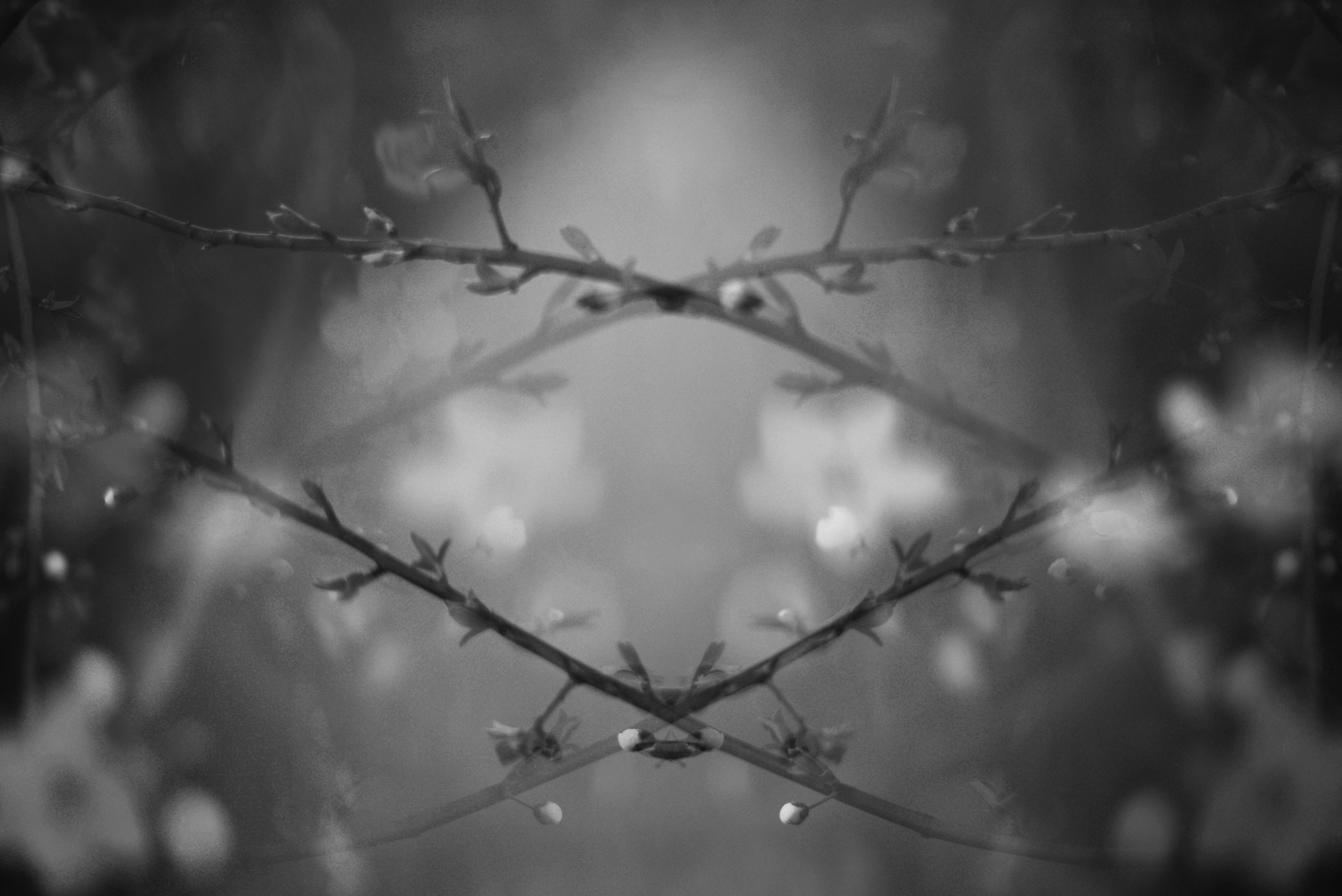 Barbed Bloom in Soft Focus