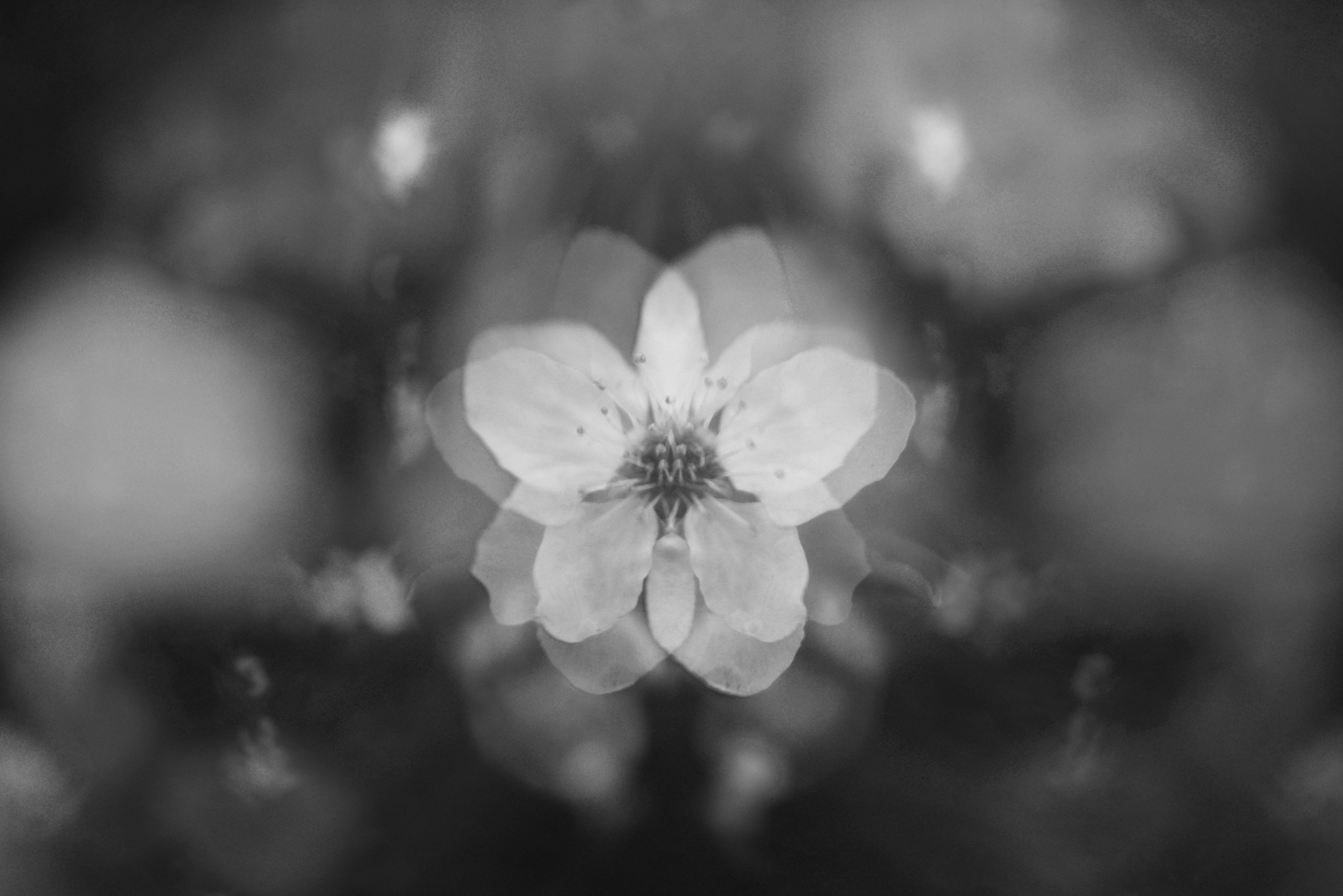 Soft Bloom in a Veil of Blur