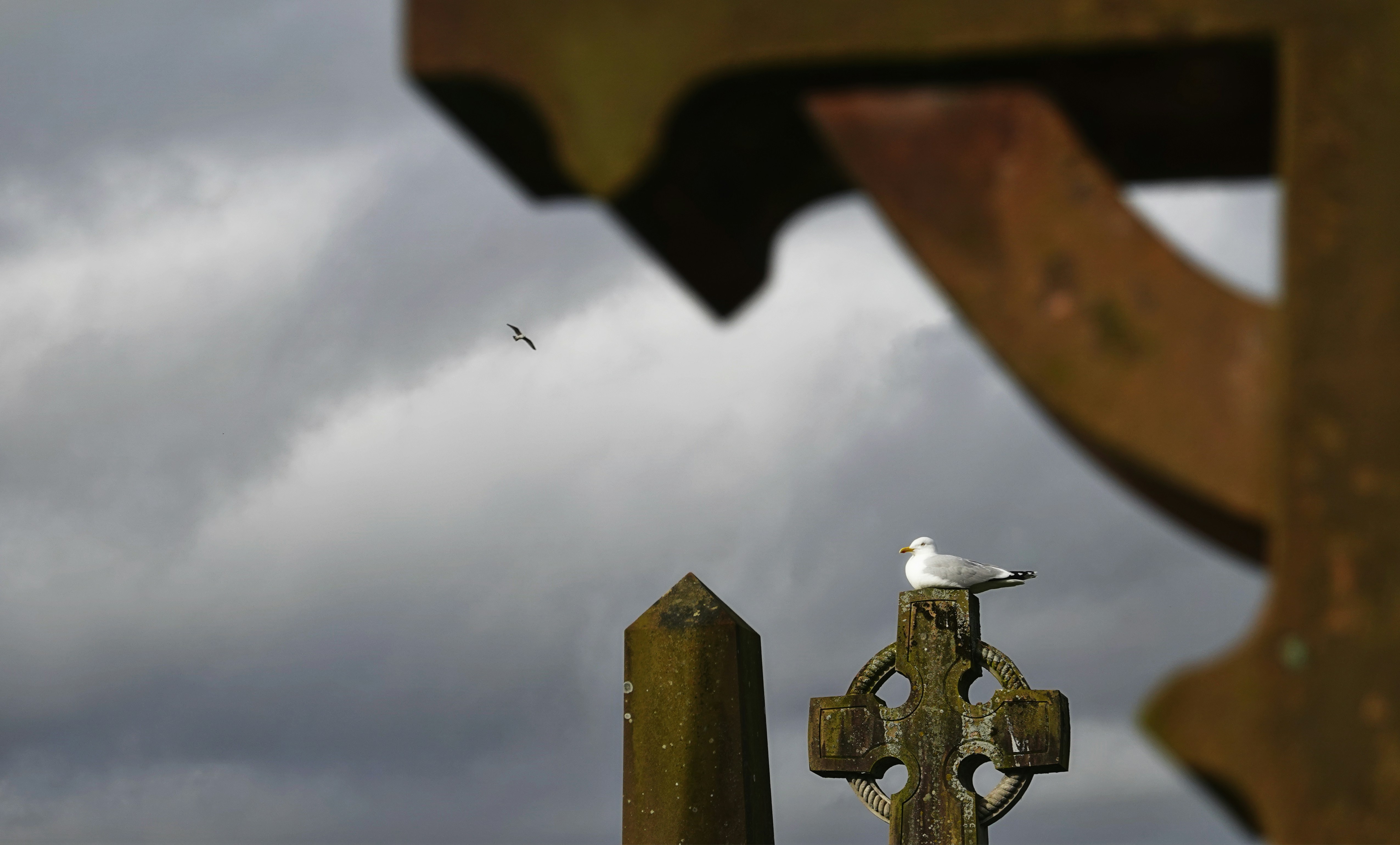 Seagull Sentinel on the Weathered Cross