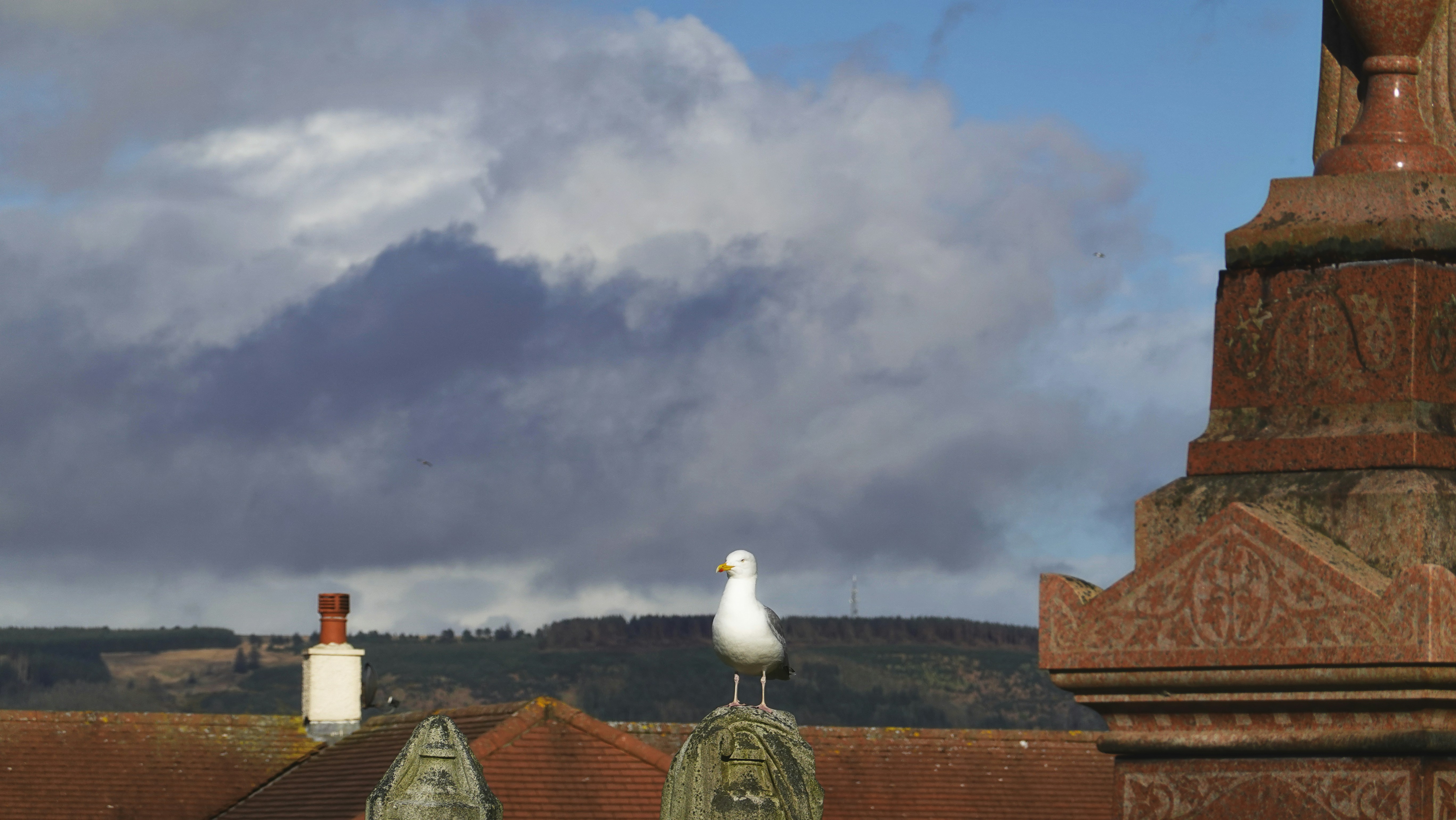 A seagull perched on a stone monument