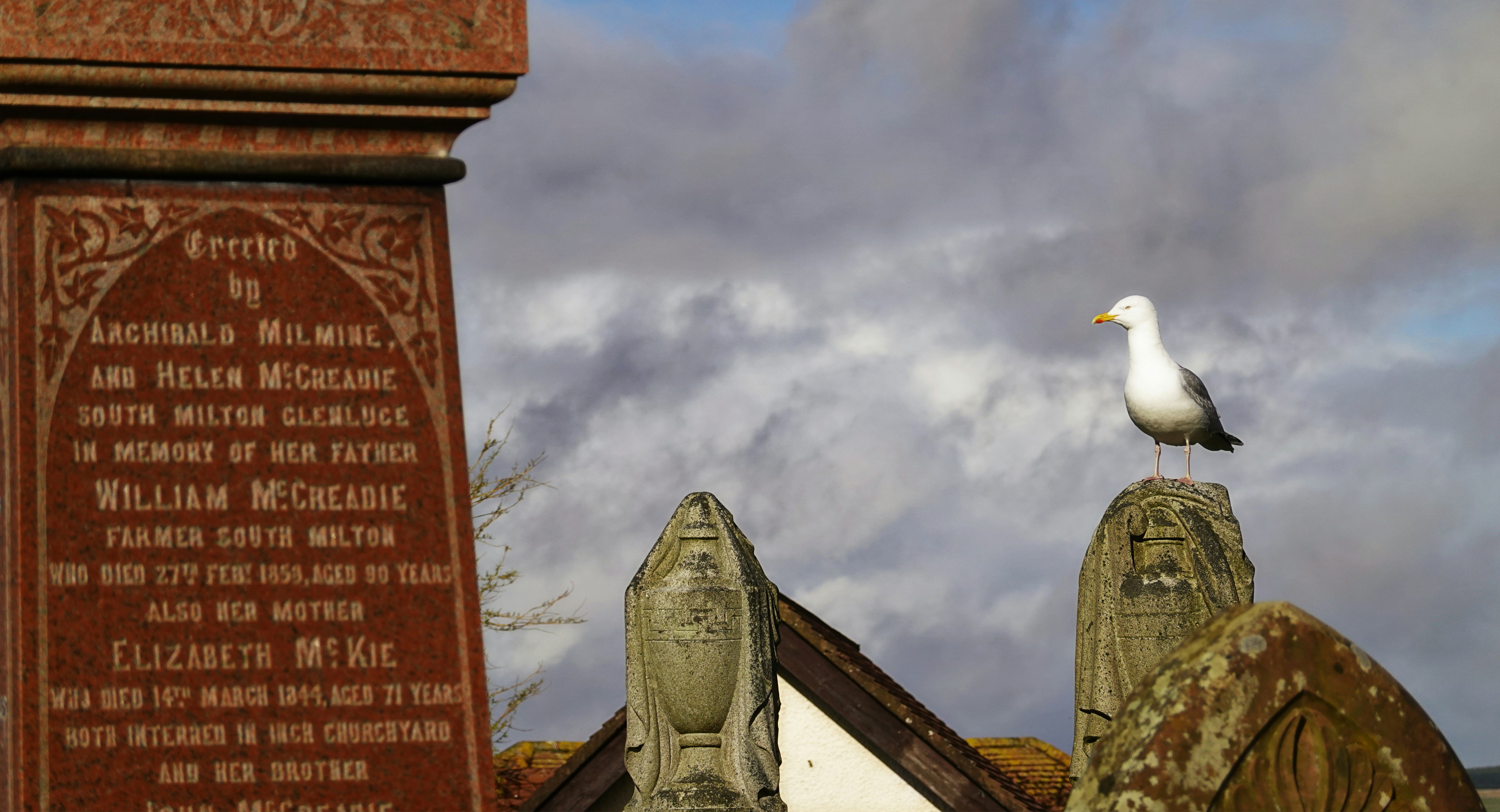 Seagull Sentinel on the Weathered Cenotaph