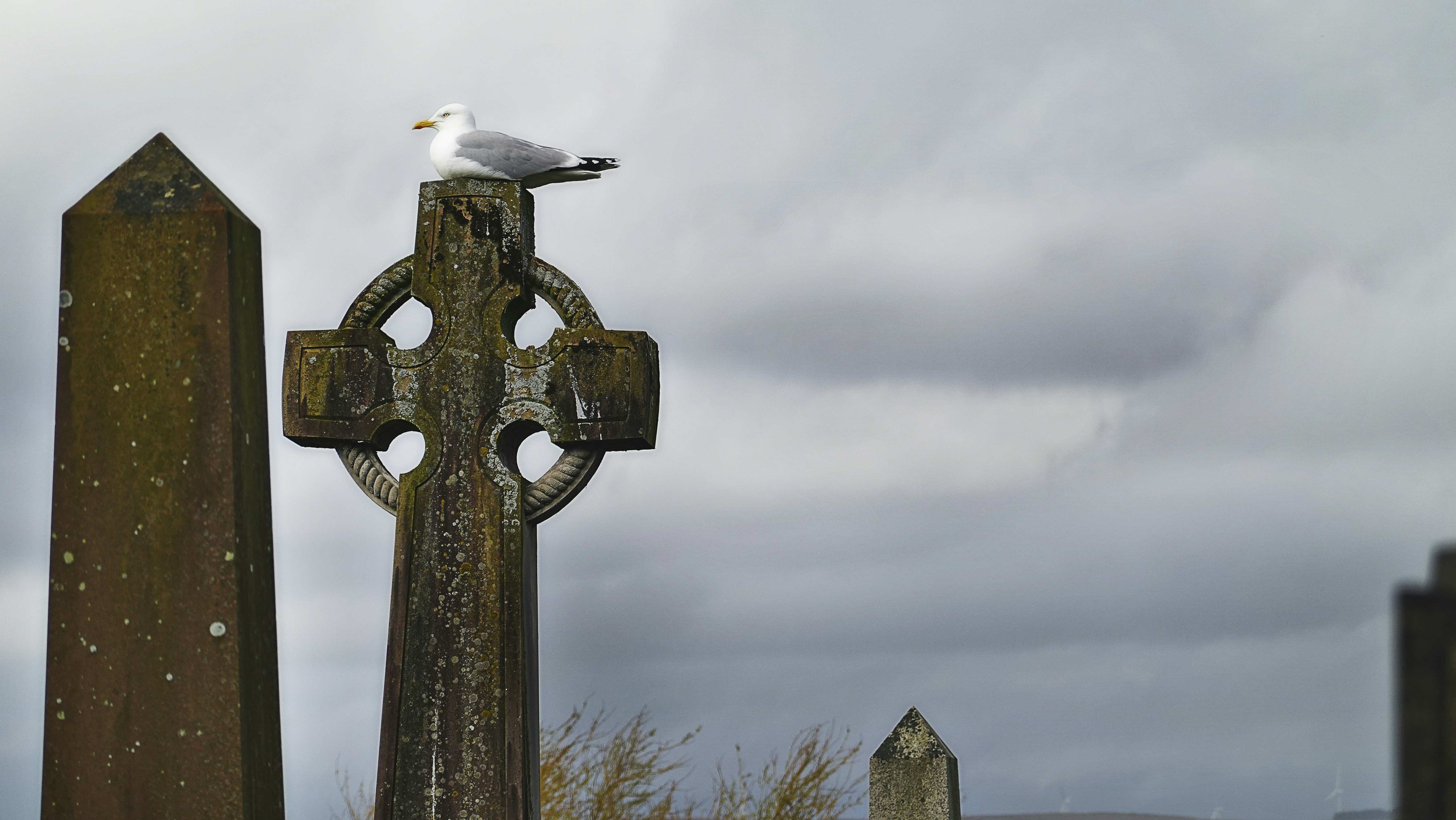 Seabird Rest on a Weathered Cross