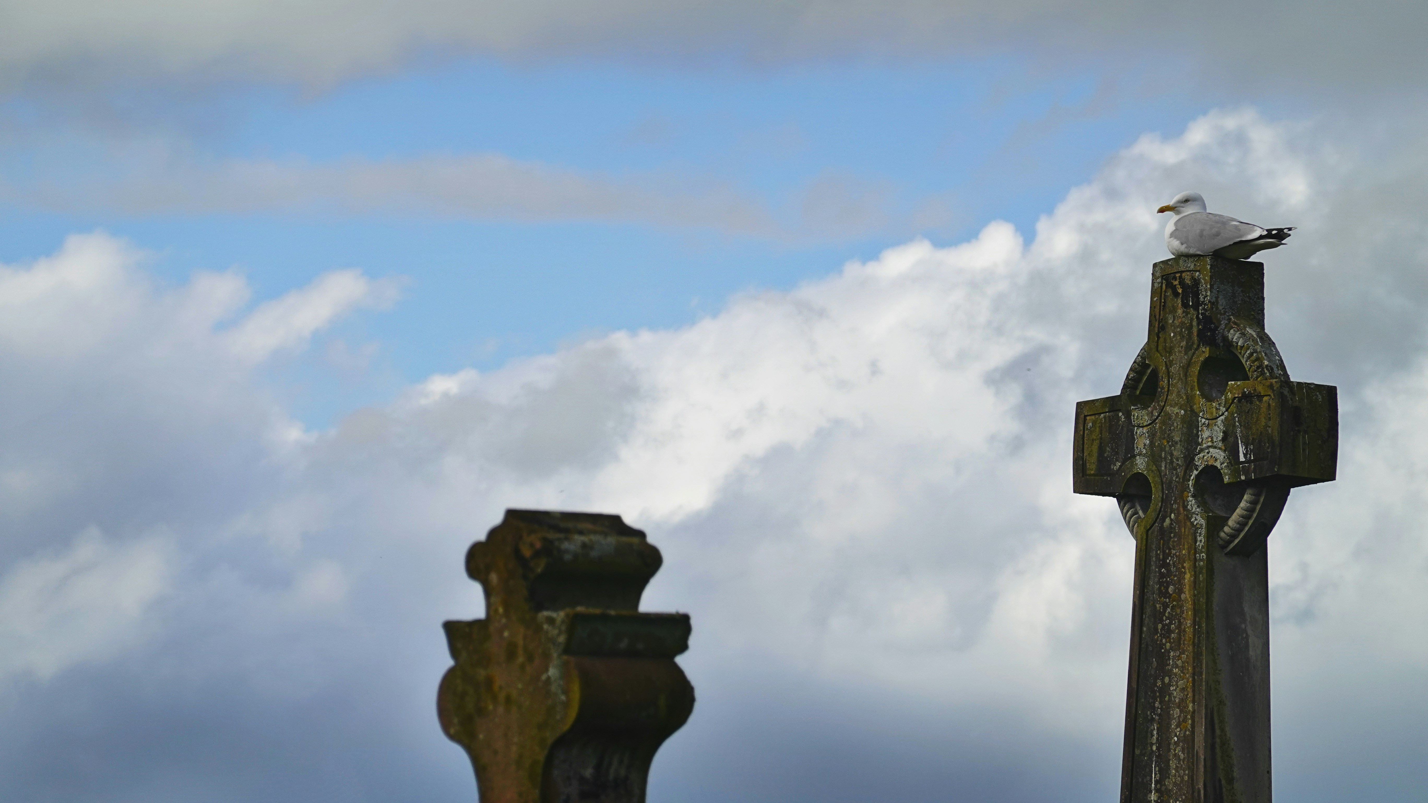 Seagull on the Cross: A Weathered Statue’s Quiet Vigil