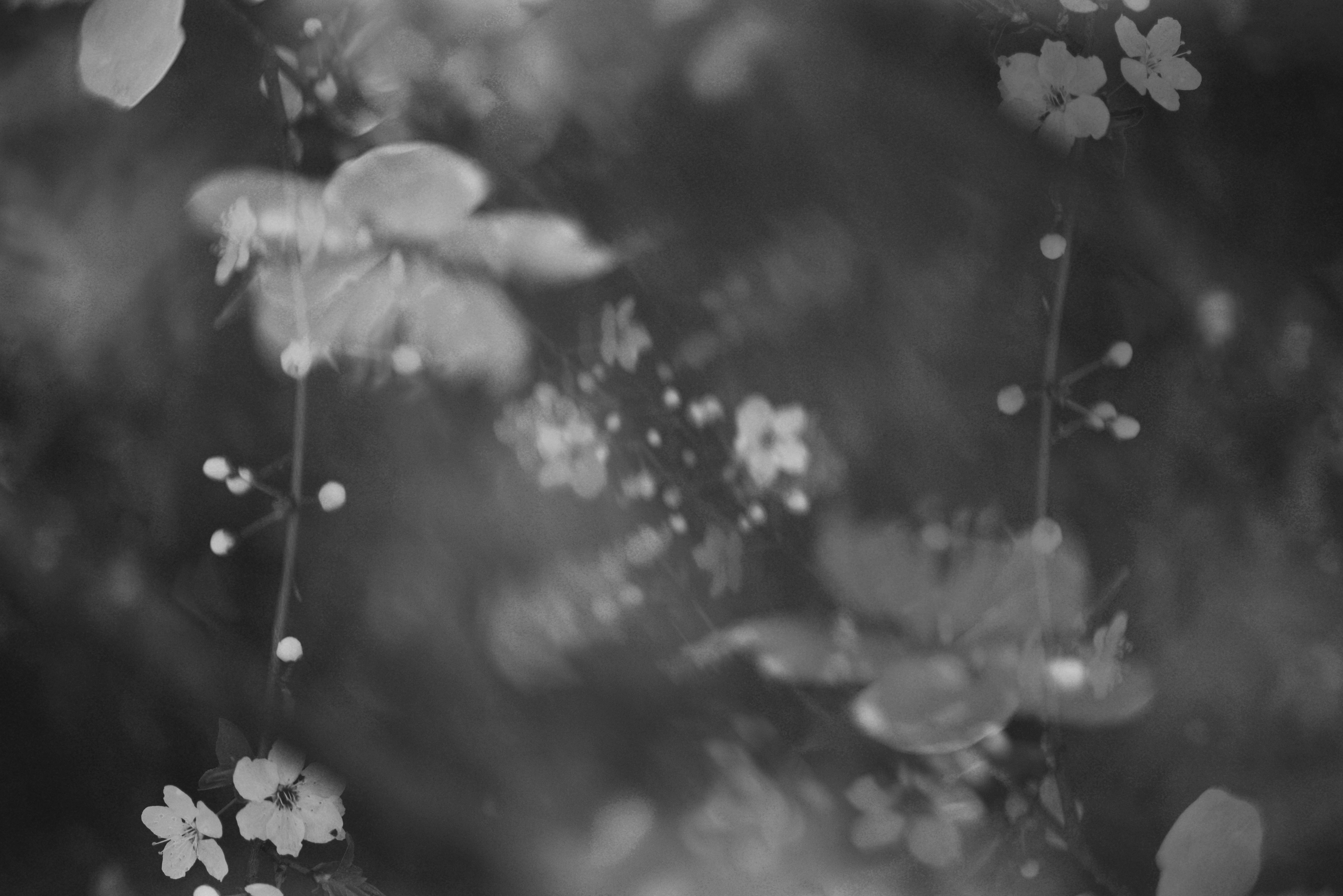 Whispers of Petals in Soft Focus