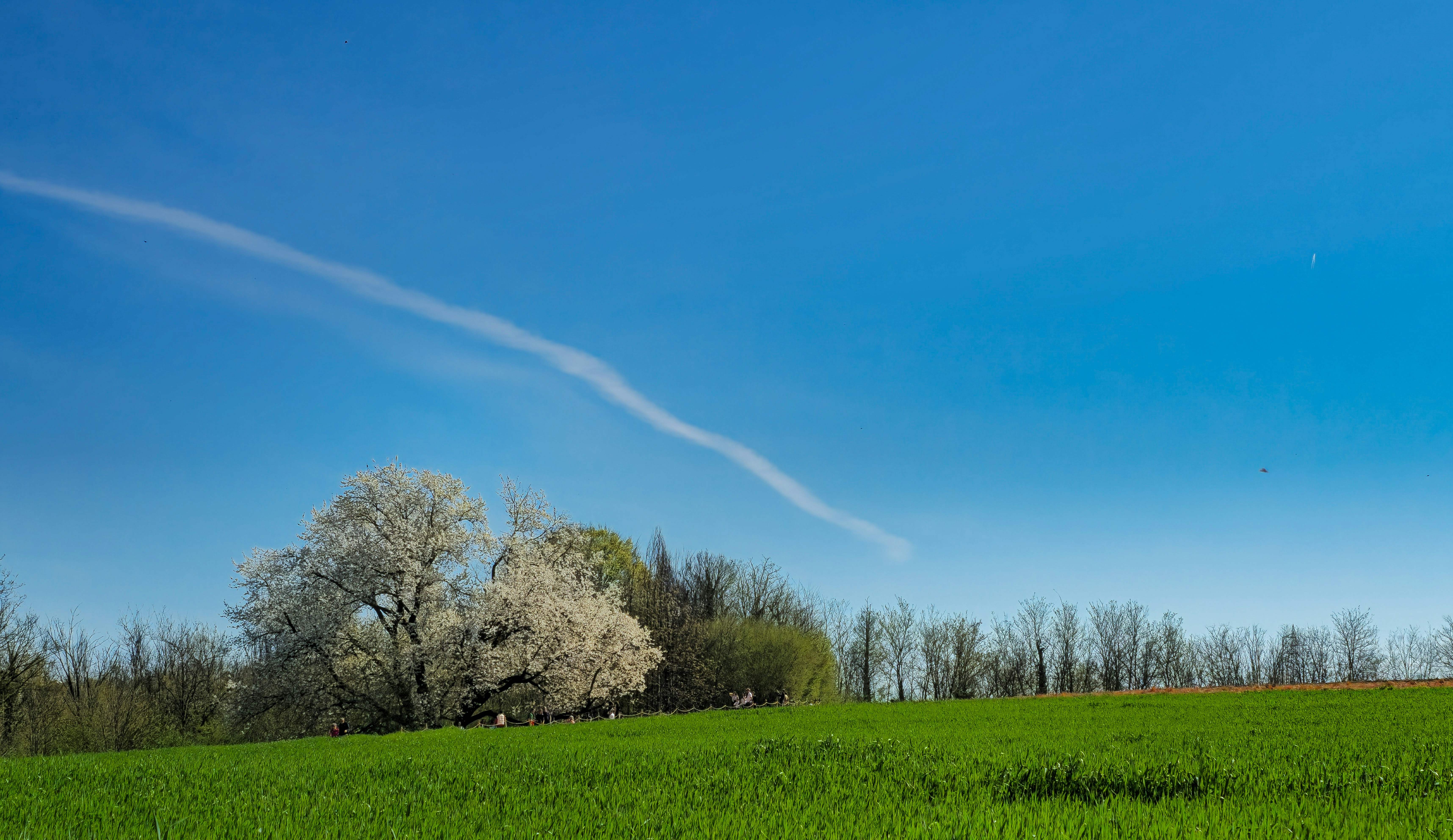 Blooming Hillcrest Under a Clear Blue Sky