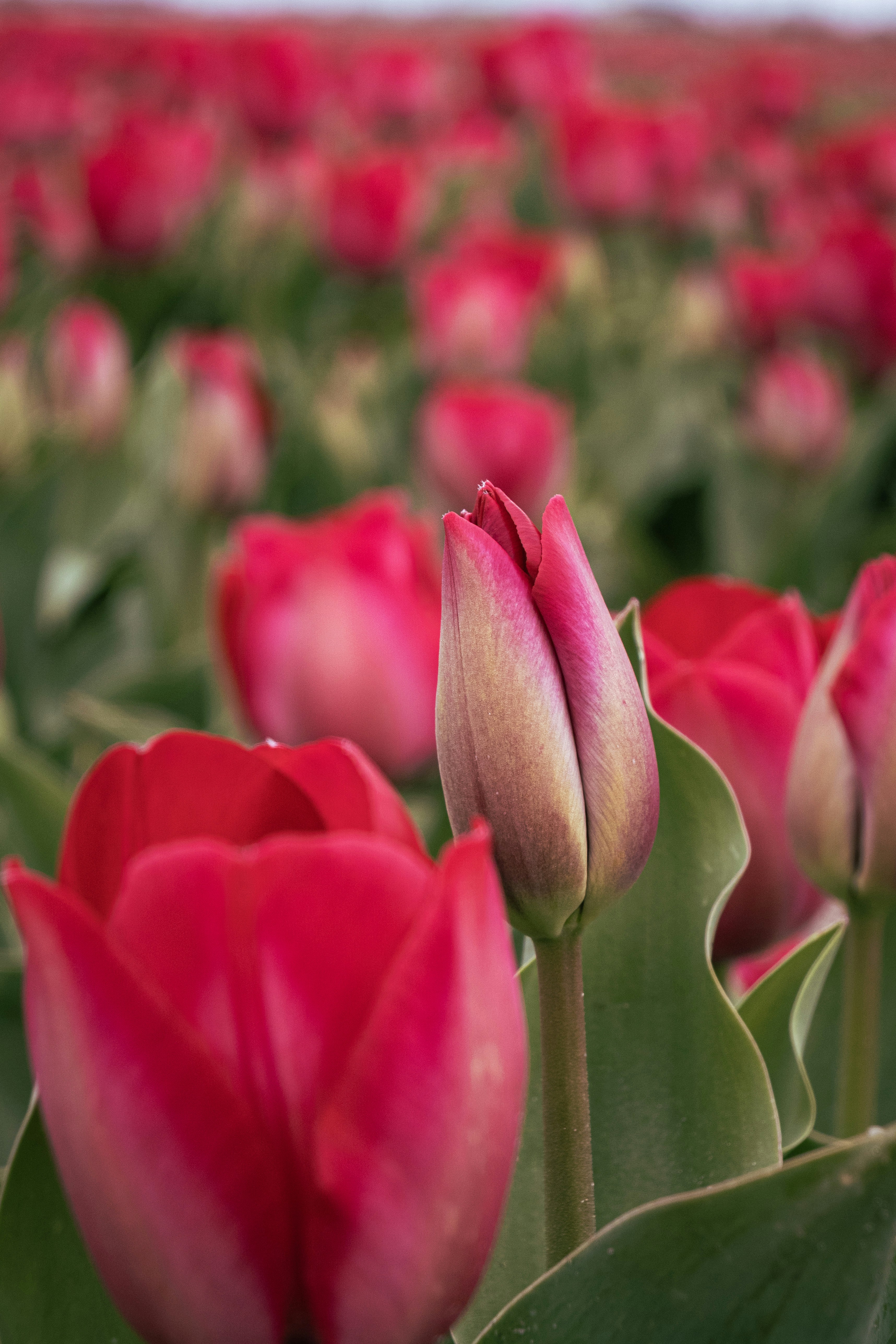 Tulip Portrait: A Bud Emerges Among a Sea of Crimson Petals