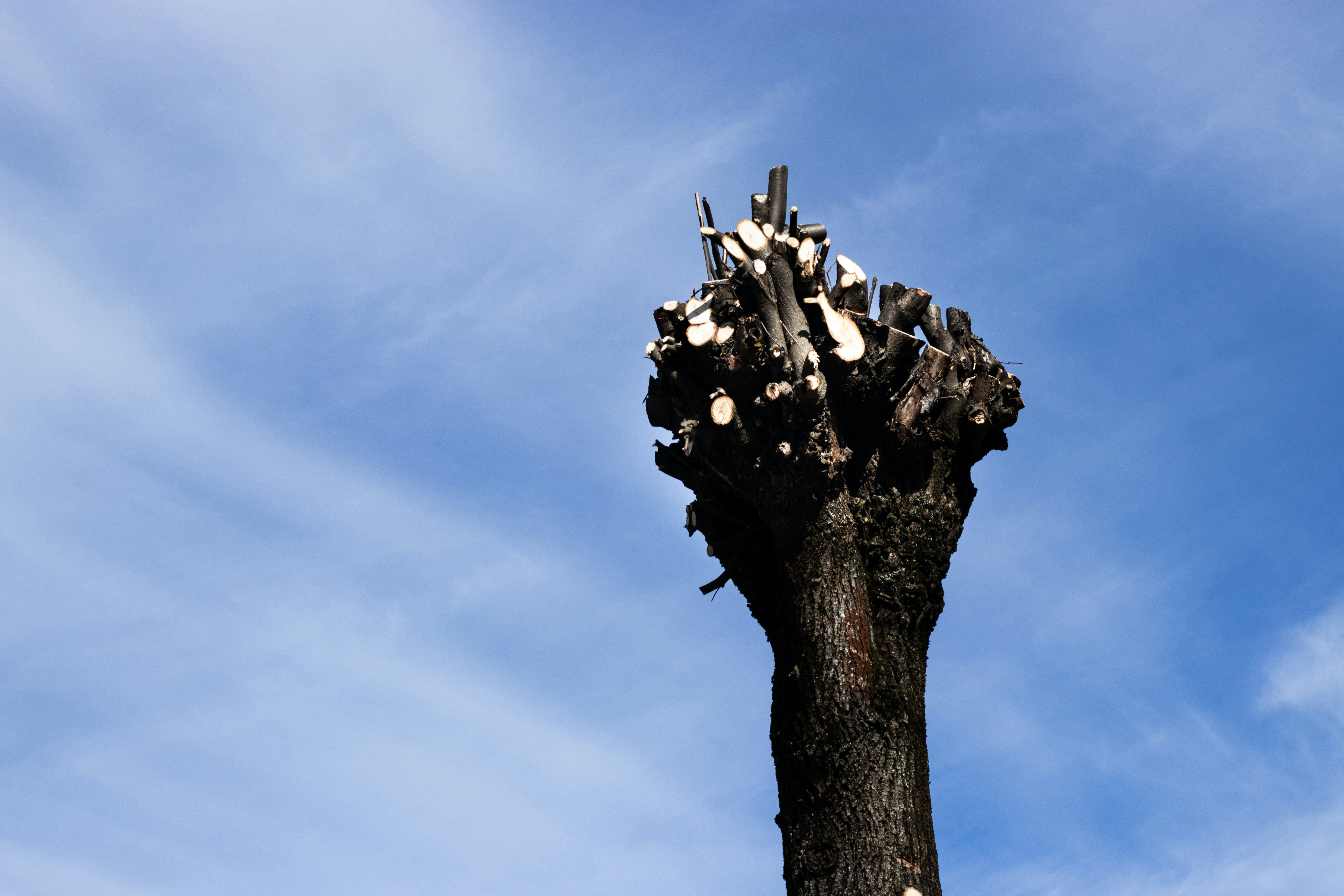 Charred Stump Reaching Toward a Open Sky