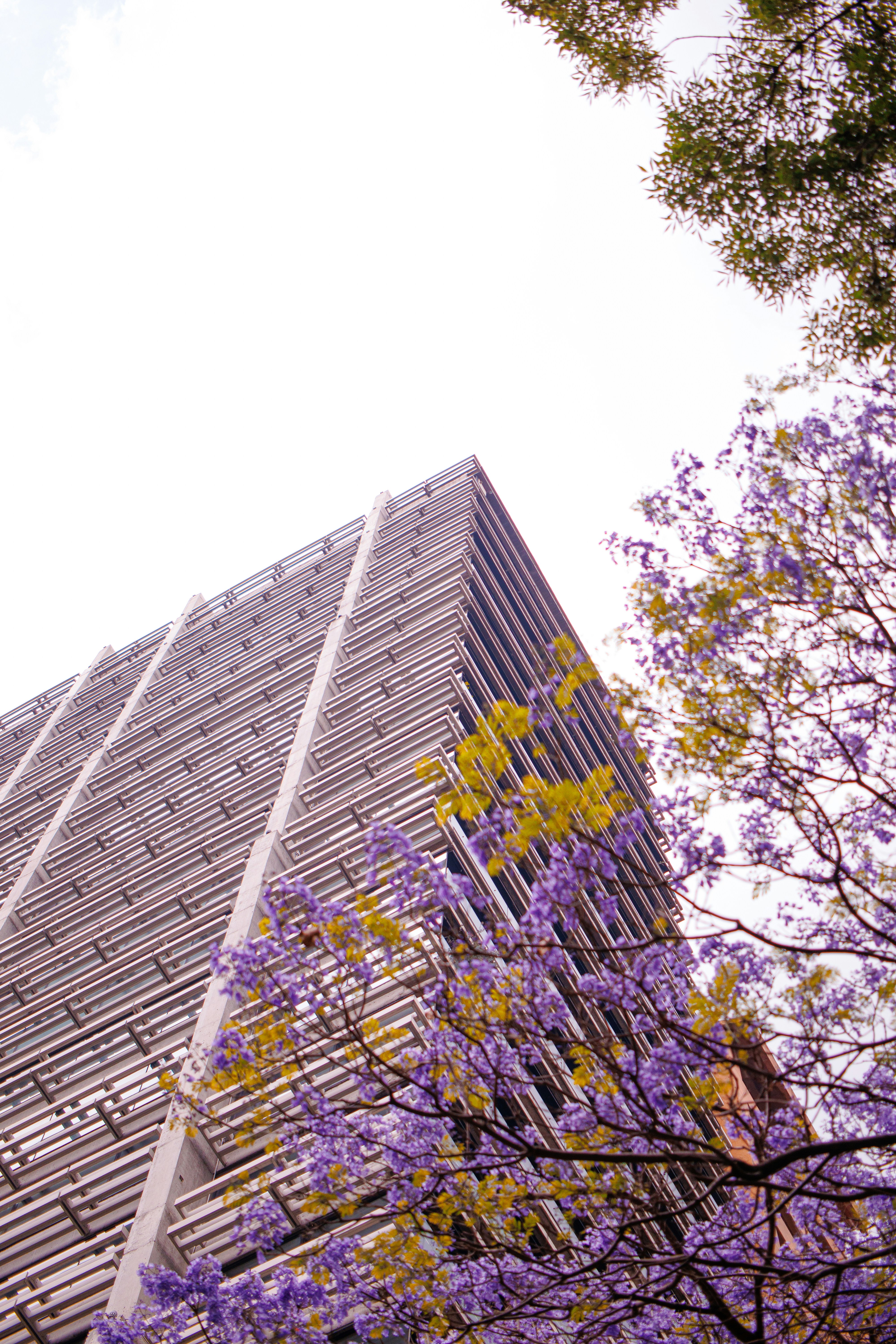 Vertical Tower Framed by Blossoms in Afternoon Light