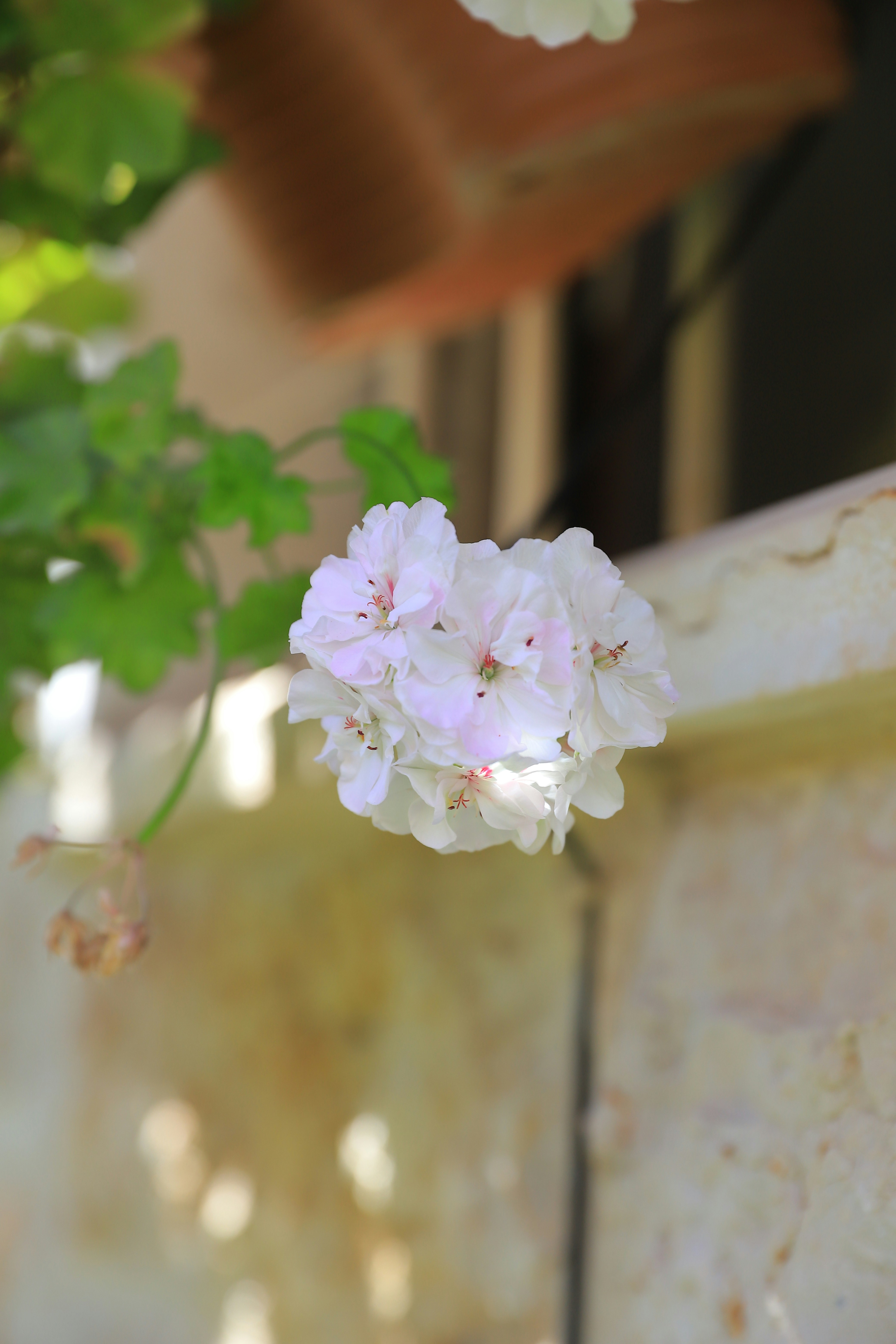 Delicate Blossom Cluster Caught in Soft Afternoon Light