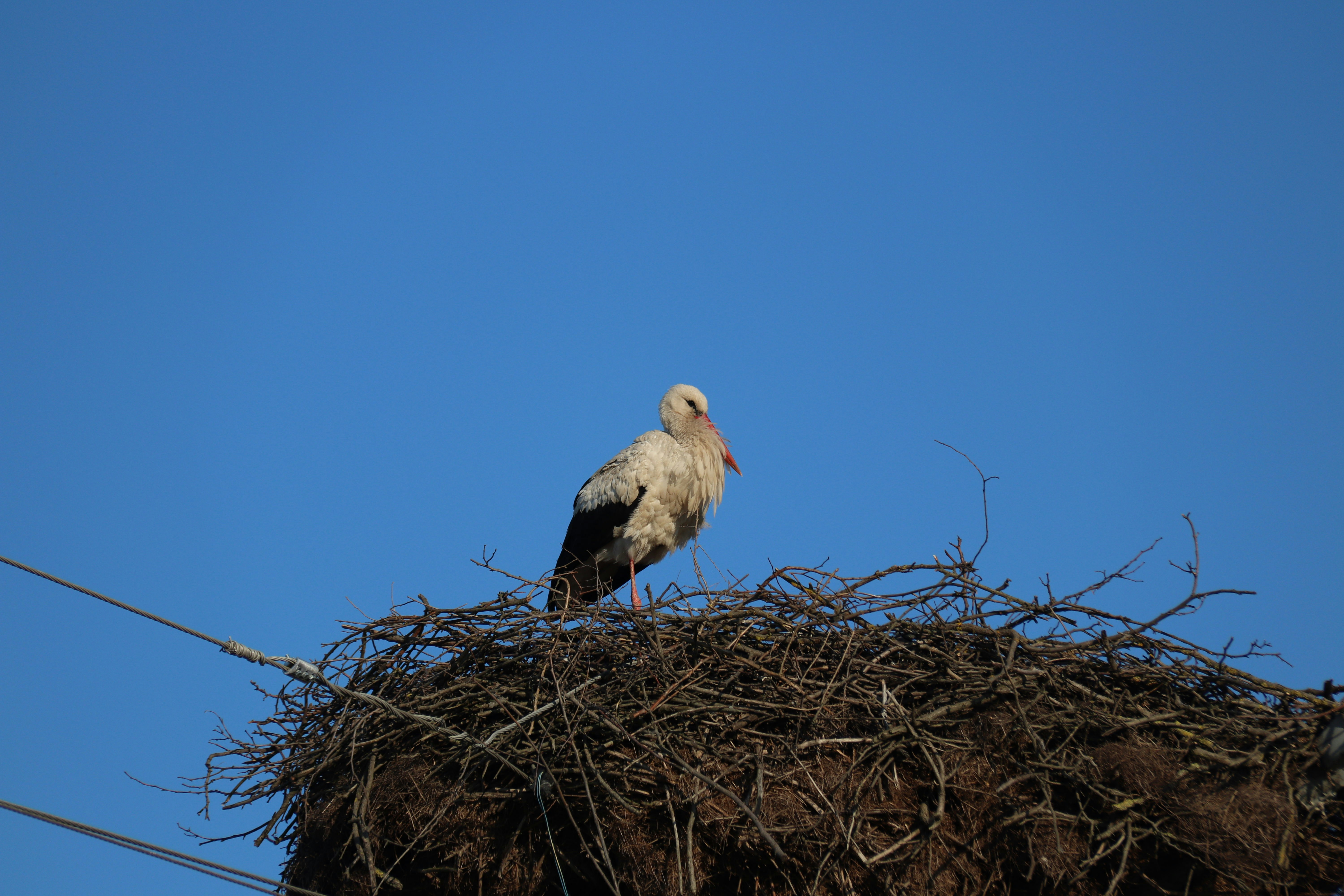 Stately Stork Perched Above a Twisted Nest