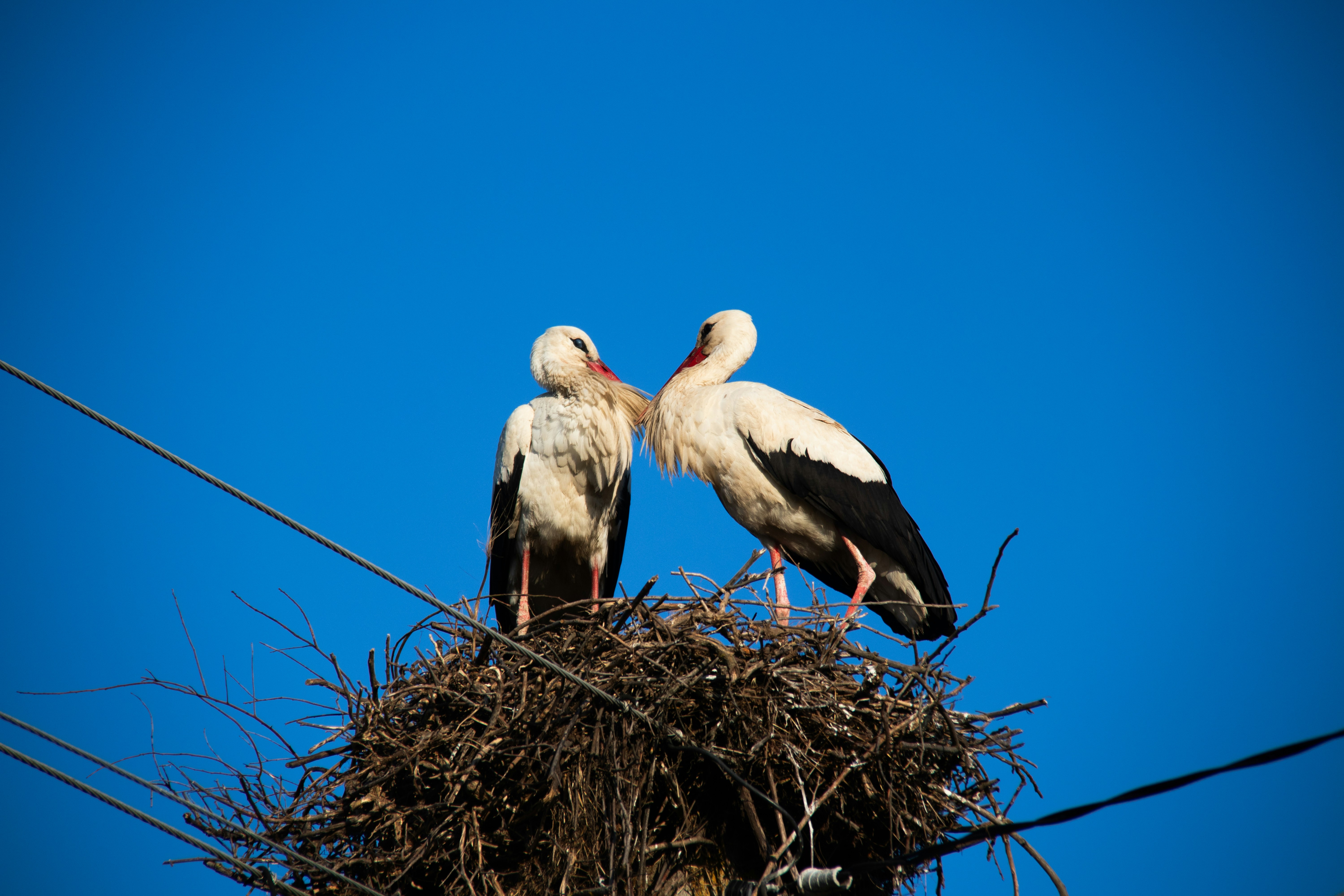 Nestmates on a High Nest under a Cerulean Sky